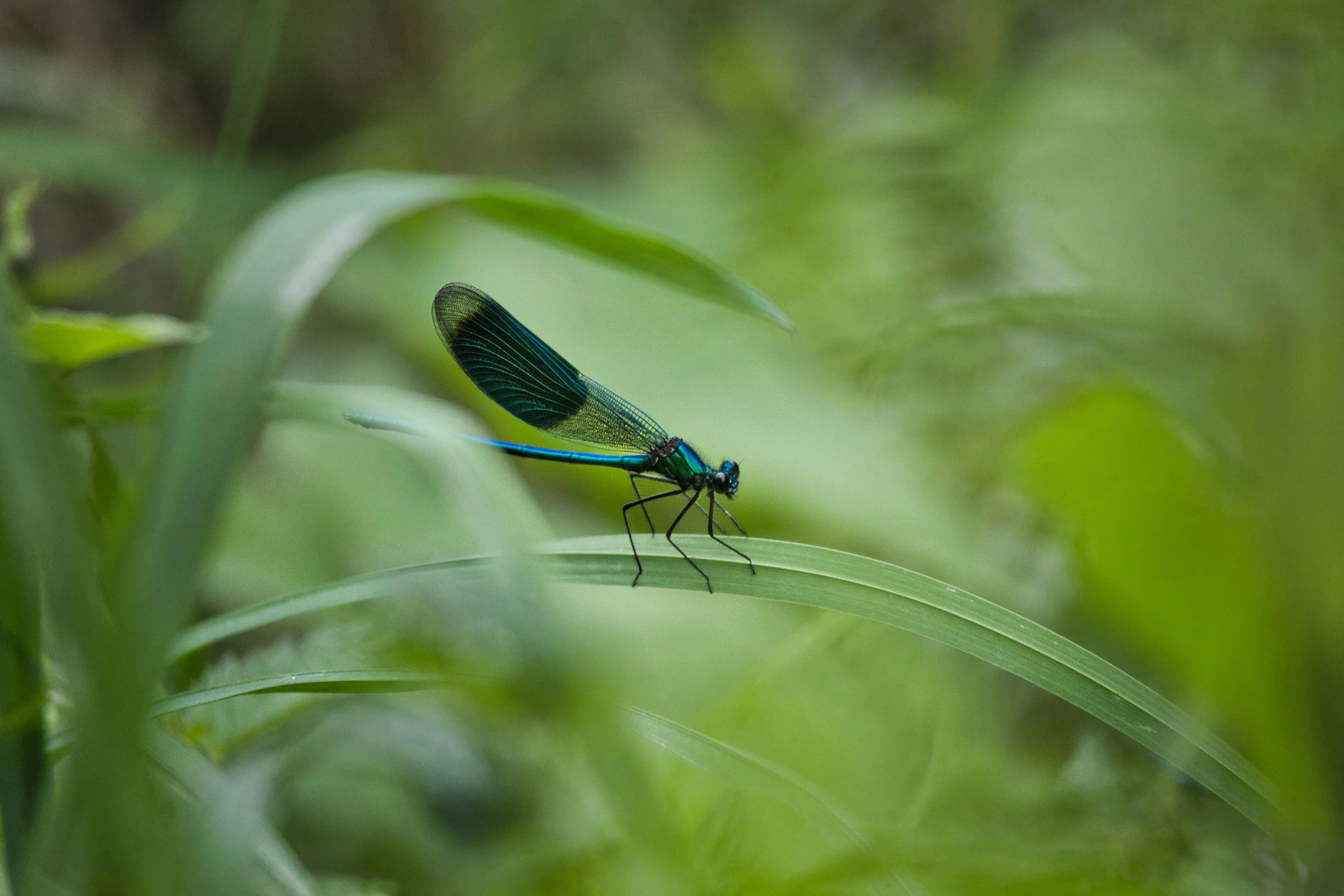 0ak Leaf Photos, Download The BEST Free 0ak Leaf Stock Photos & HD Images