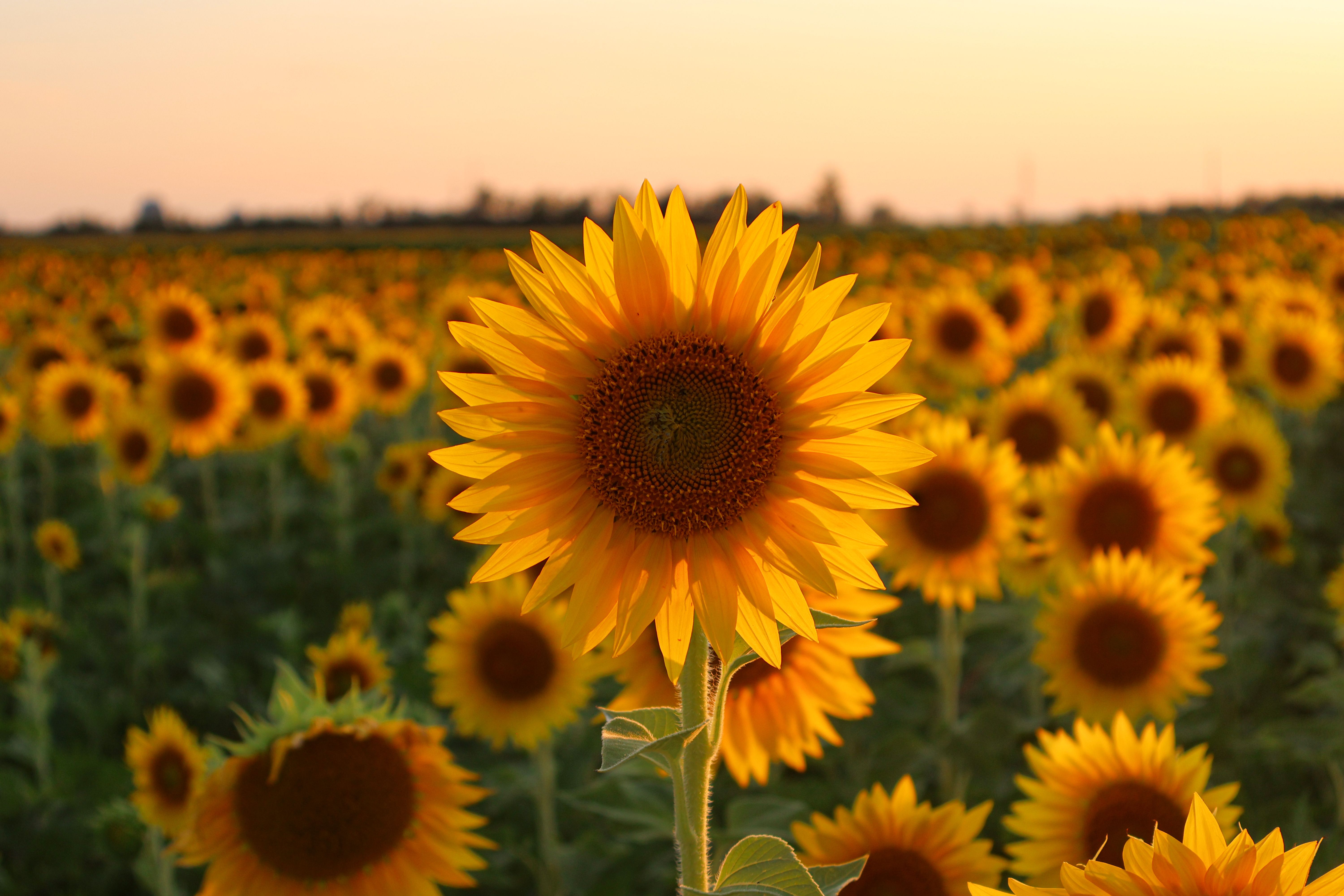 Captivating Sunflower Field in Milano at Sunset · Free Stock Photo