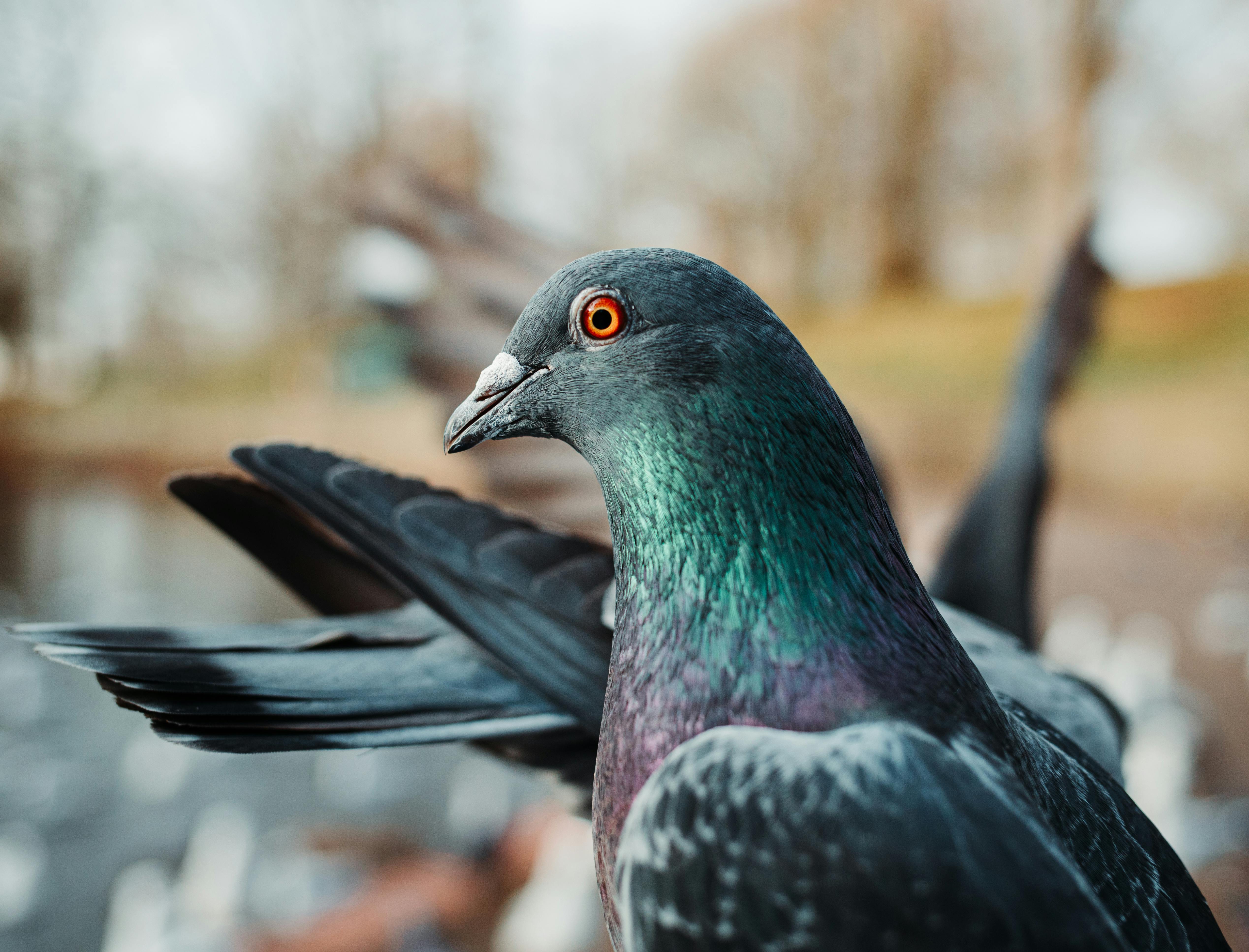 Dark gray pigeon profile on street · Free Stock Photo
