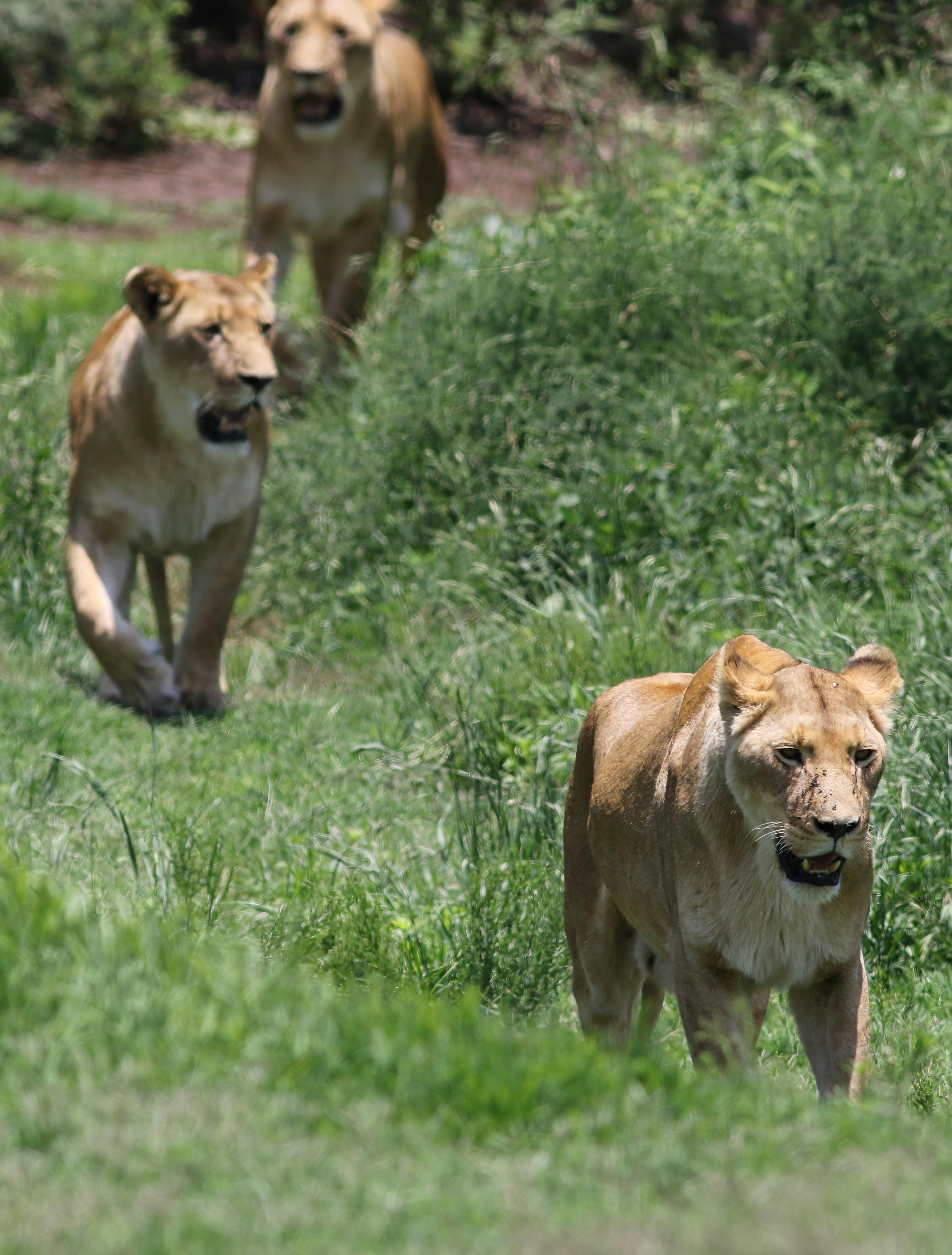 Big+Stra Photos, Download The BEST Free Big+Stra Stock Photos & HD Images