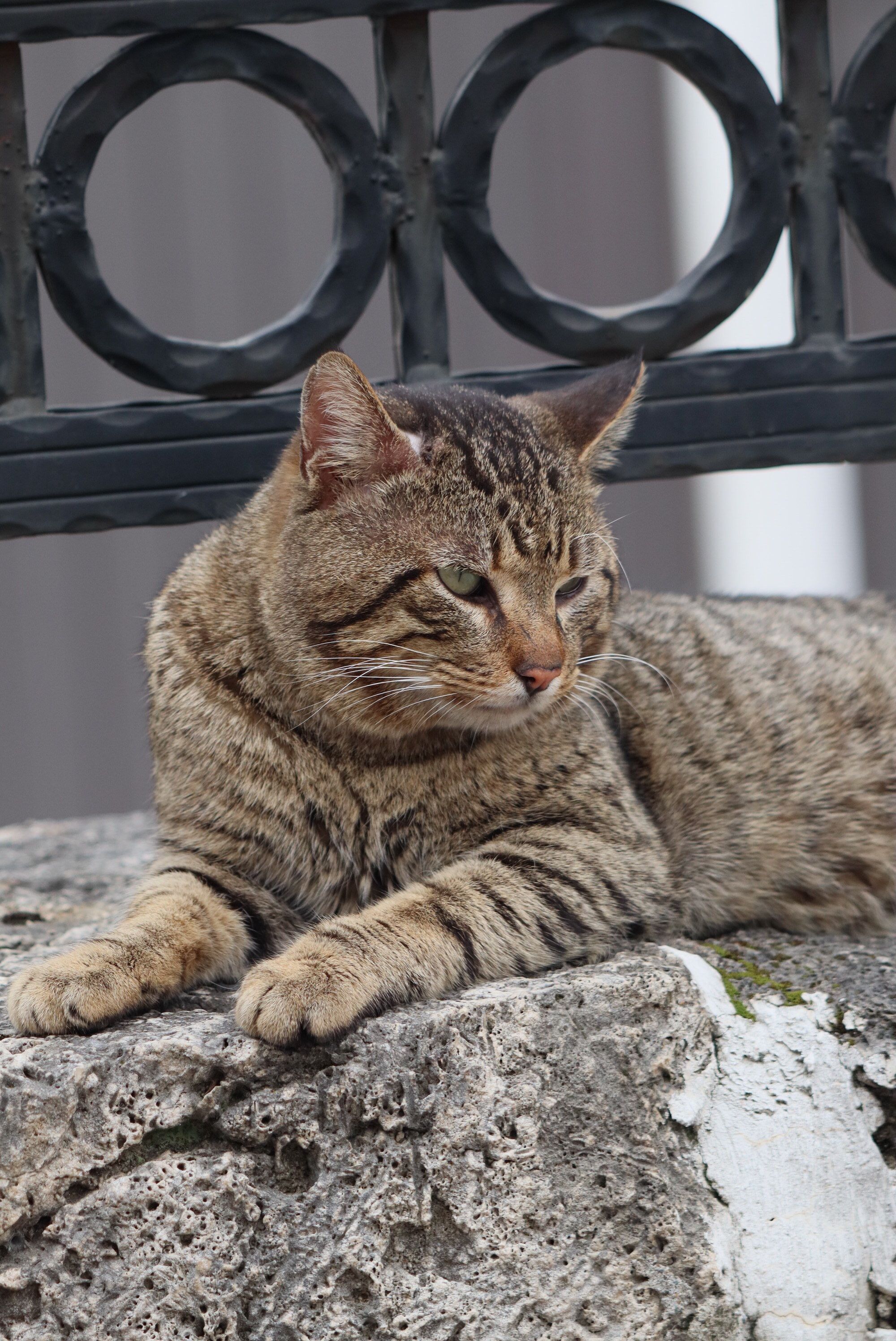 Alien Cat Photos, Download The BEST Free Alien Cat Stock Photos & HD Images