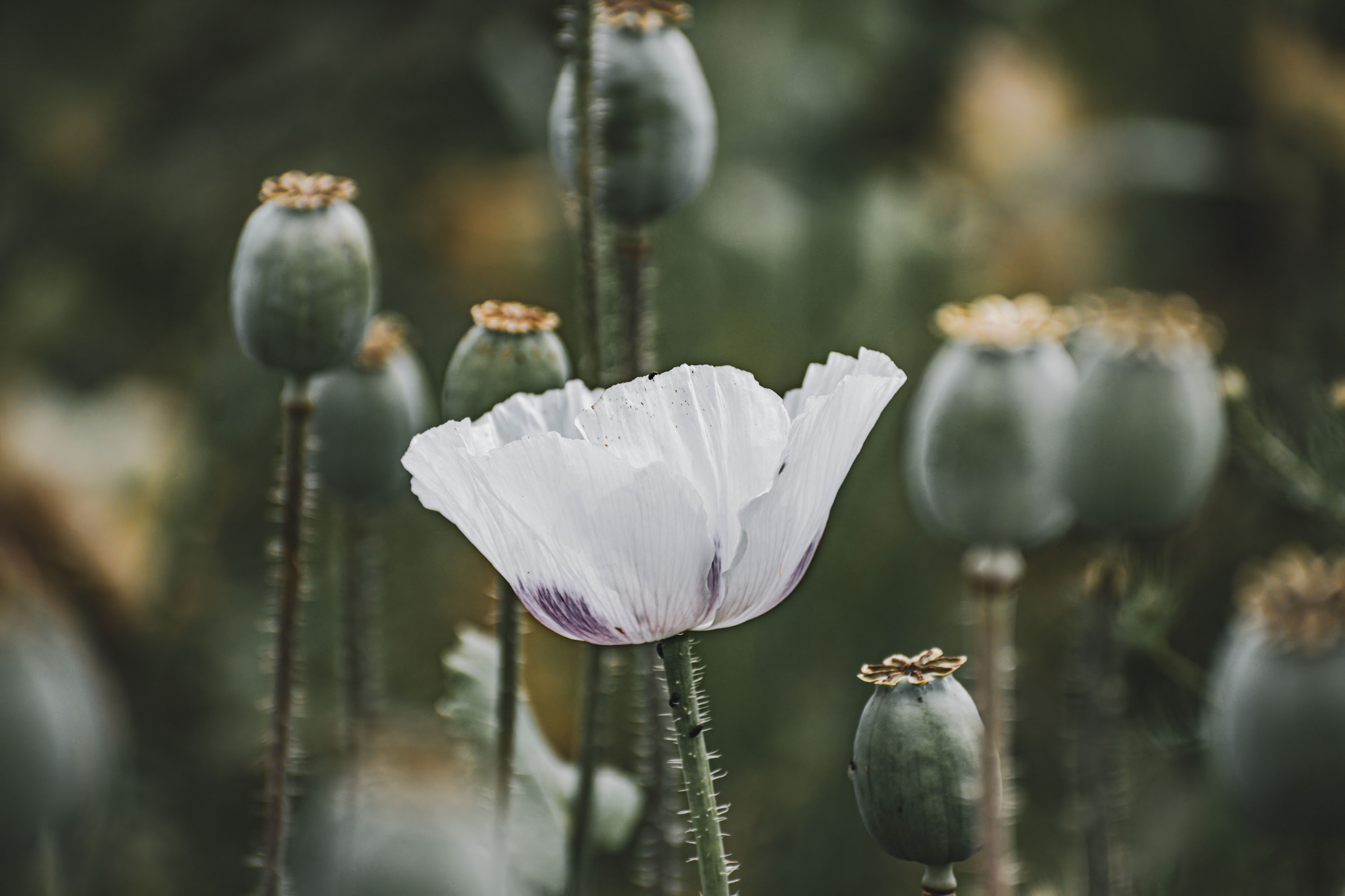 Dramatic Close-up of White Poppy Flower · Free Stock Photo
