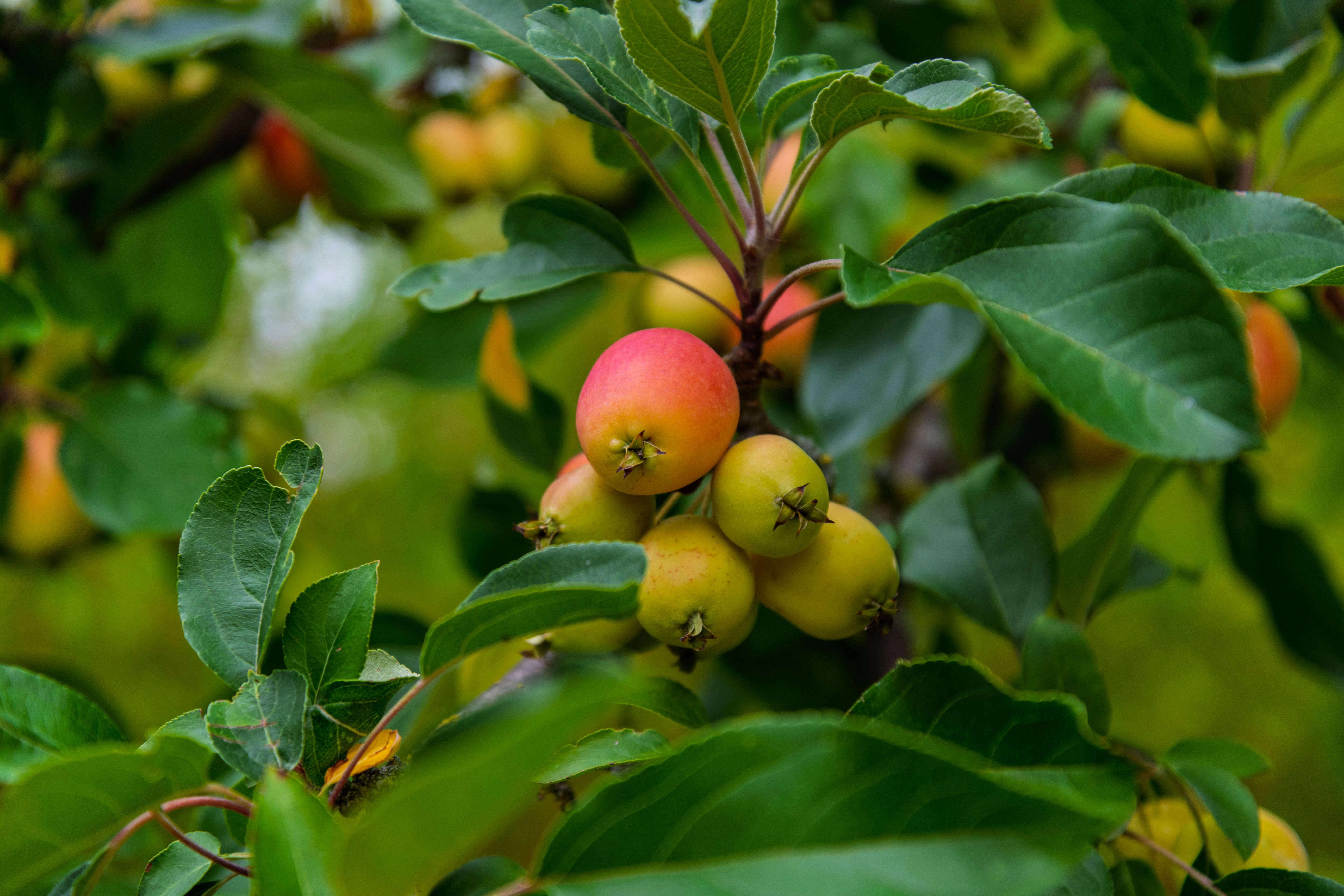 Plant Without Fruit Photos, Download The BEST Free Plant Without Fruit ...