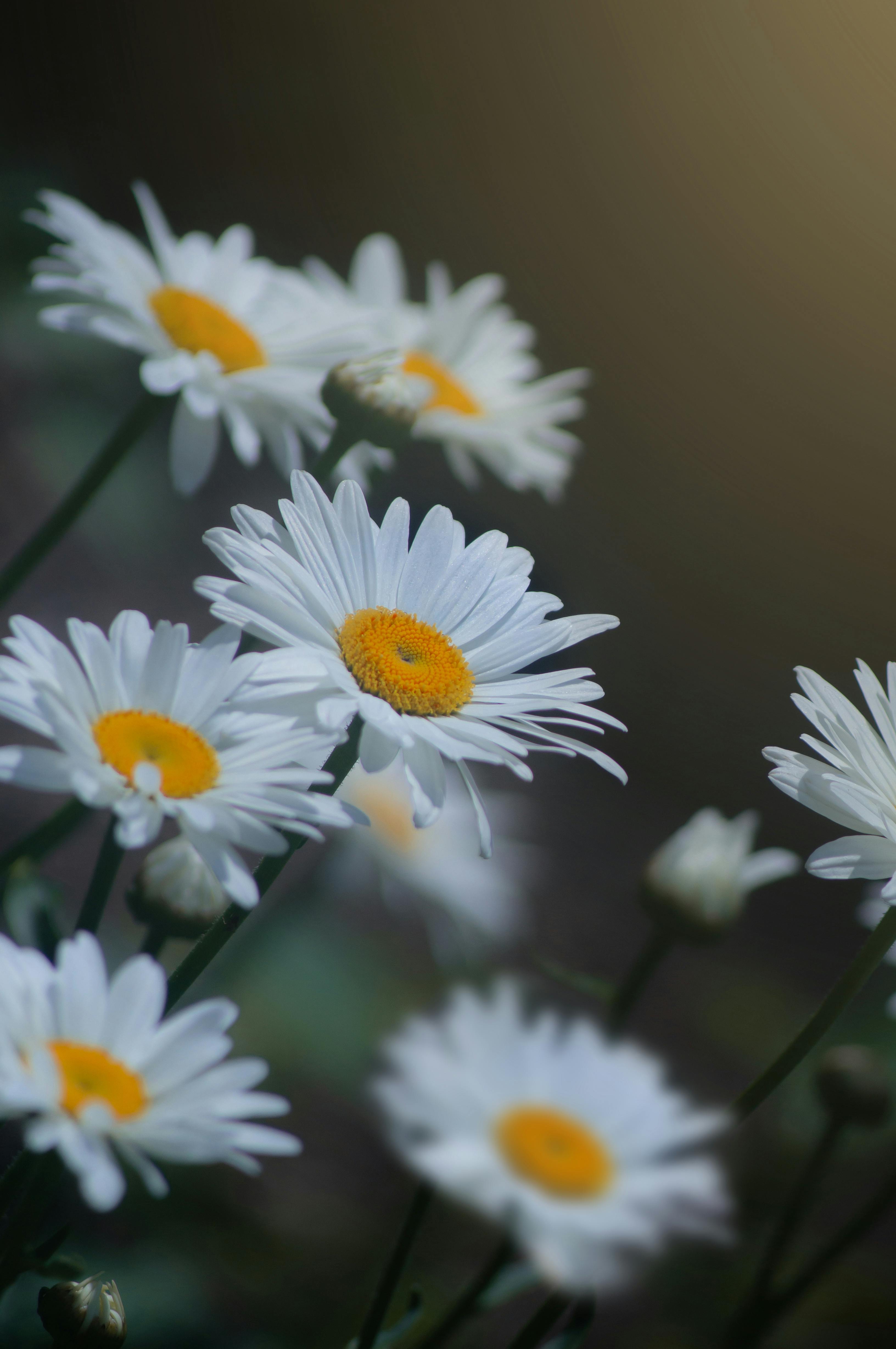 Gulab Flower Background Photos, Download The BEST Free Gulab Flower ...