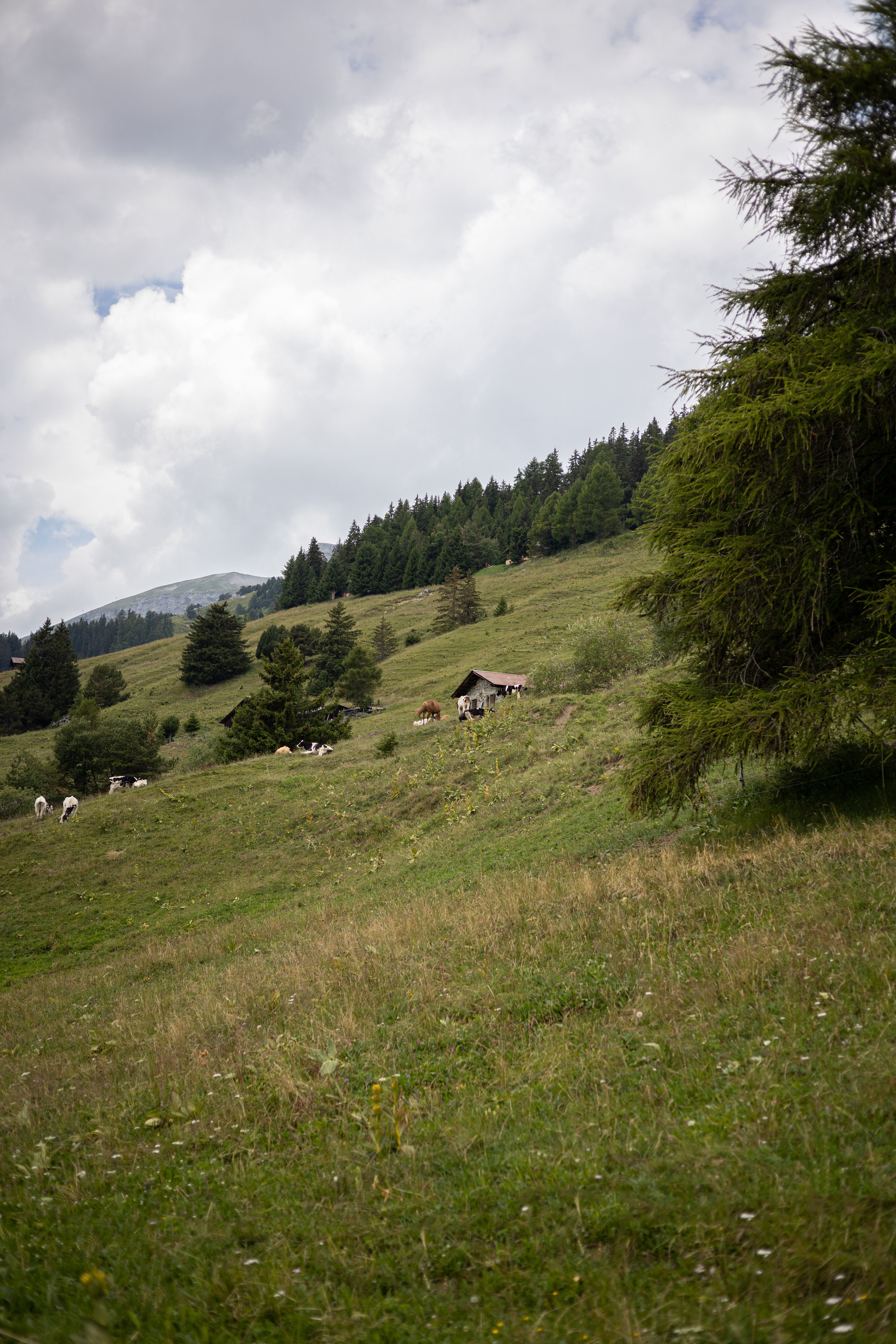 Brahaman Cows Photos, Download The BEST Free Brahaman Cows Stock Photos ...