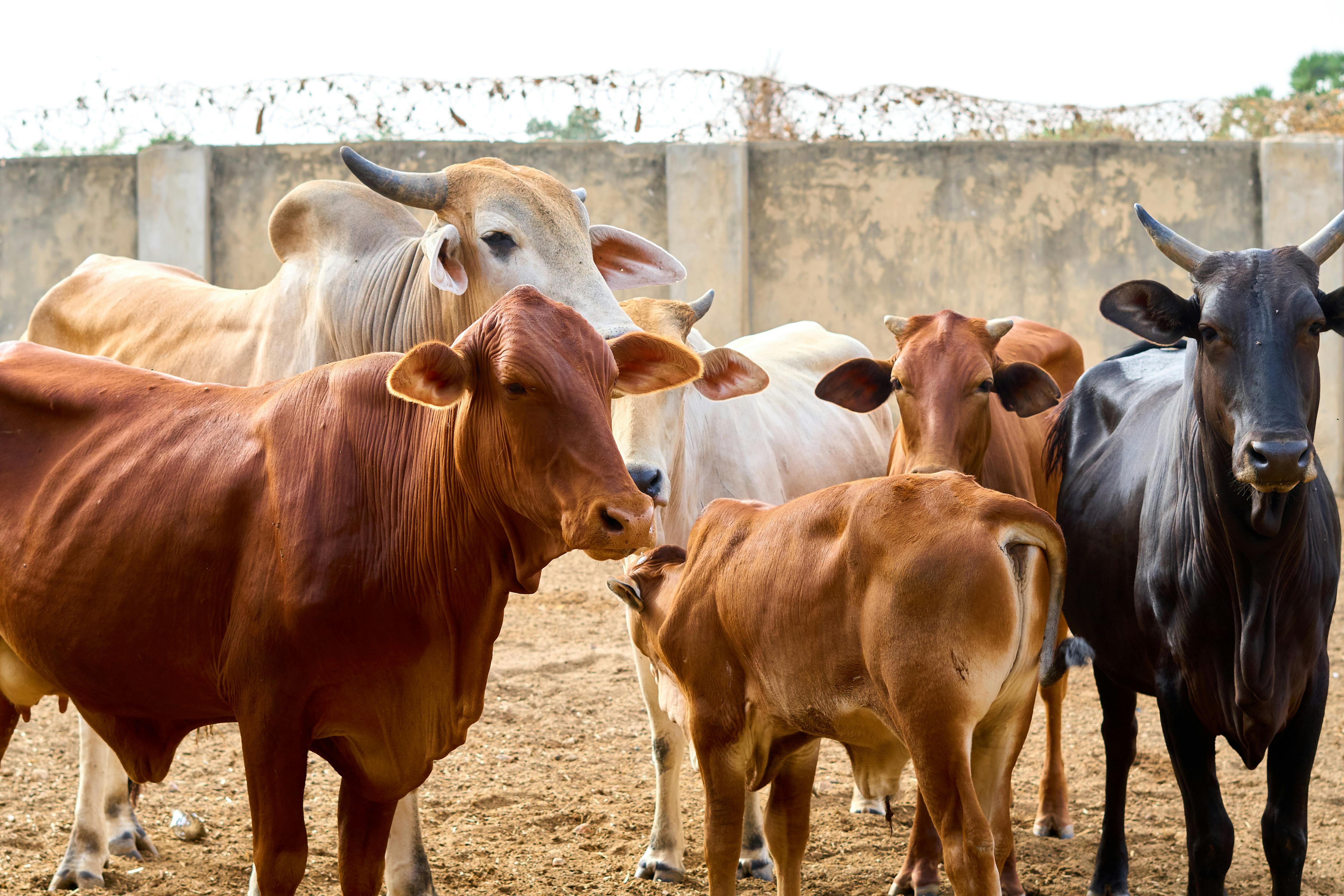 Diverse Cattle Herd in Outdoor Enclosure · Free Stock Photo