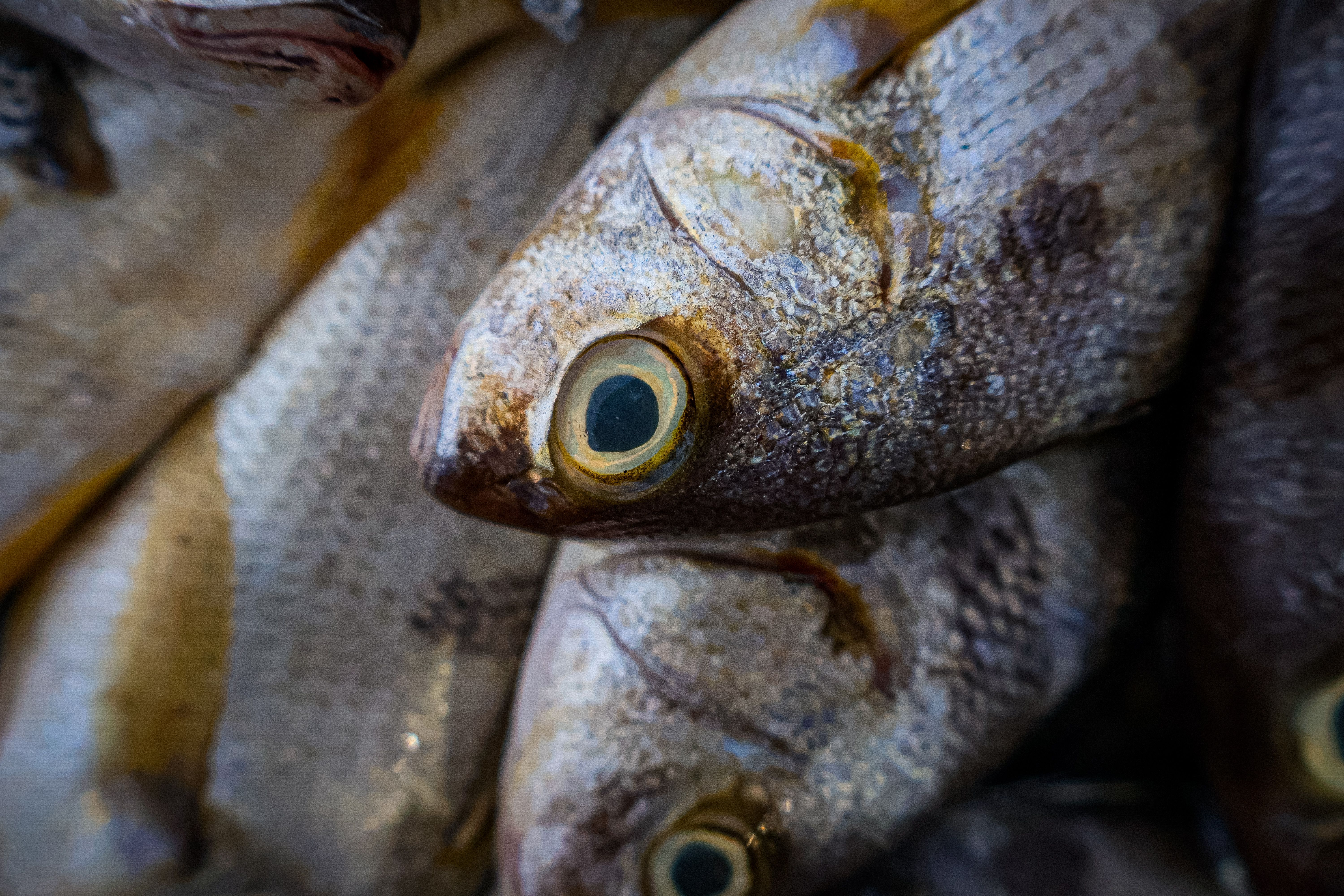 Close-Up of Fresh Fish with Scales and Eyes · Free Stock Photo