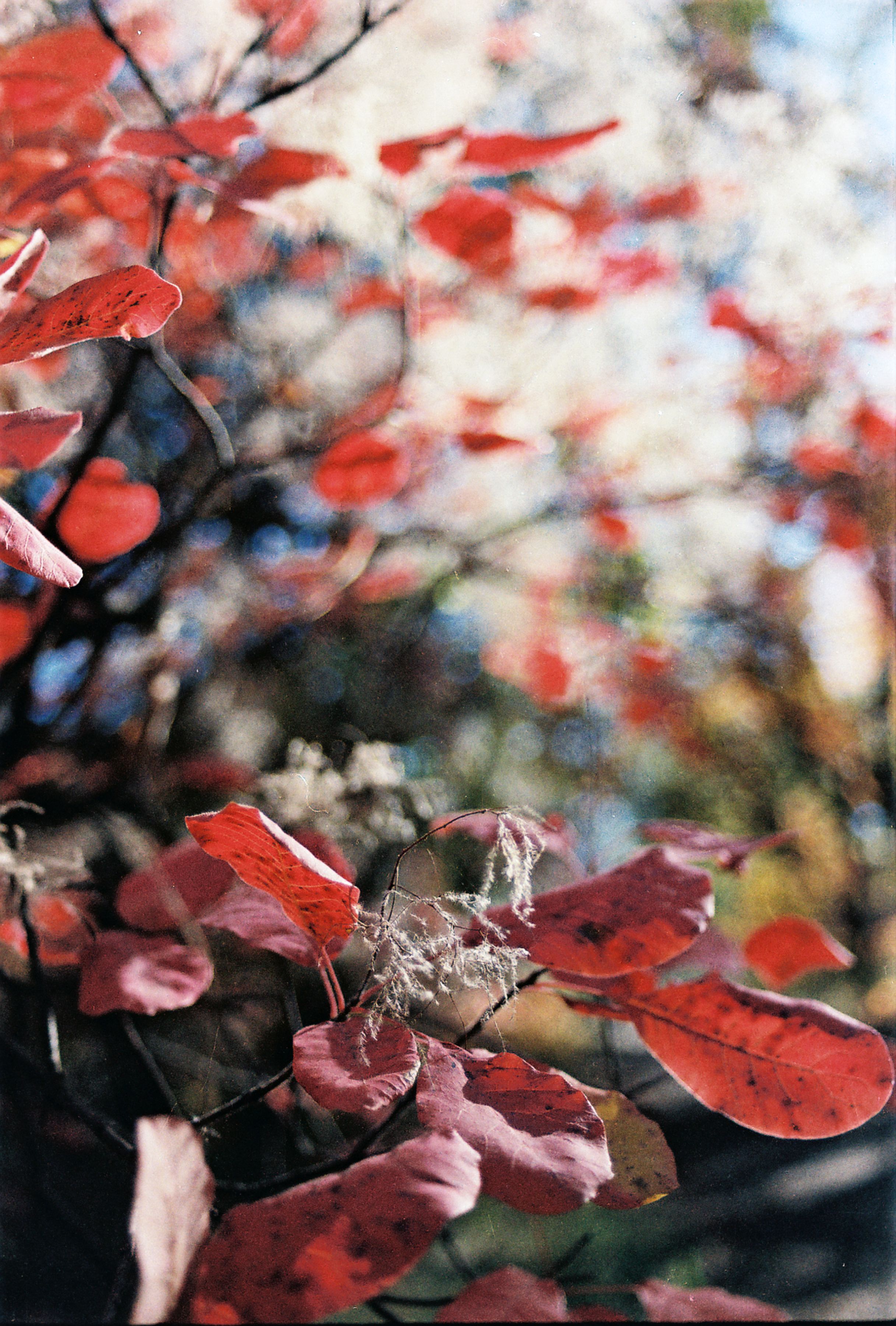 Trees Related Background Photos, Download The BEST Free Trees Related ...