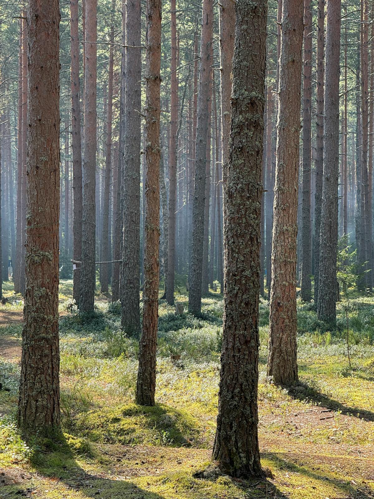 303.934+ Fotos y Imágenes de Bosque templado Gratis · Banco de Fotos Gratis