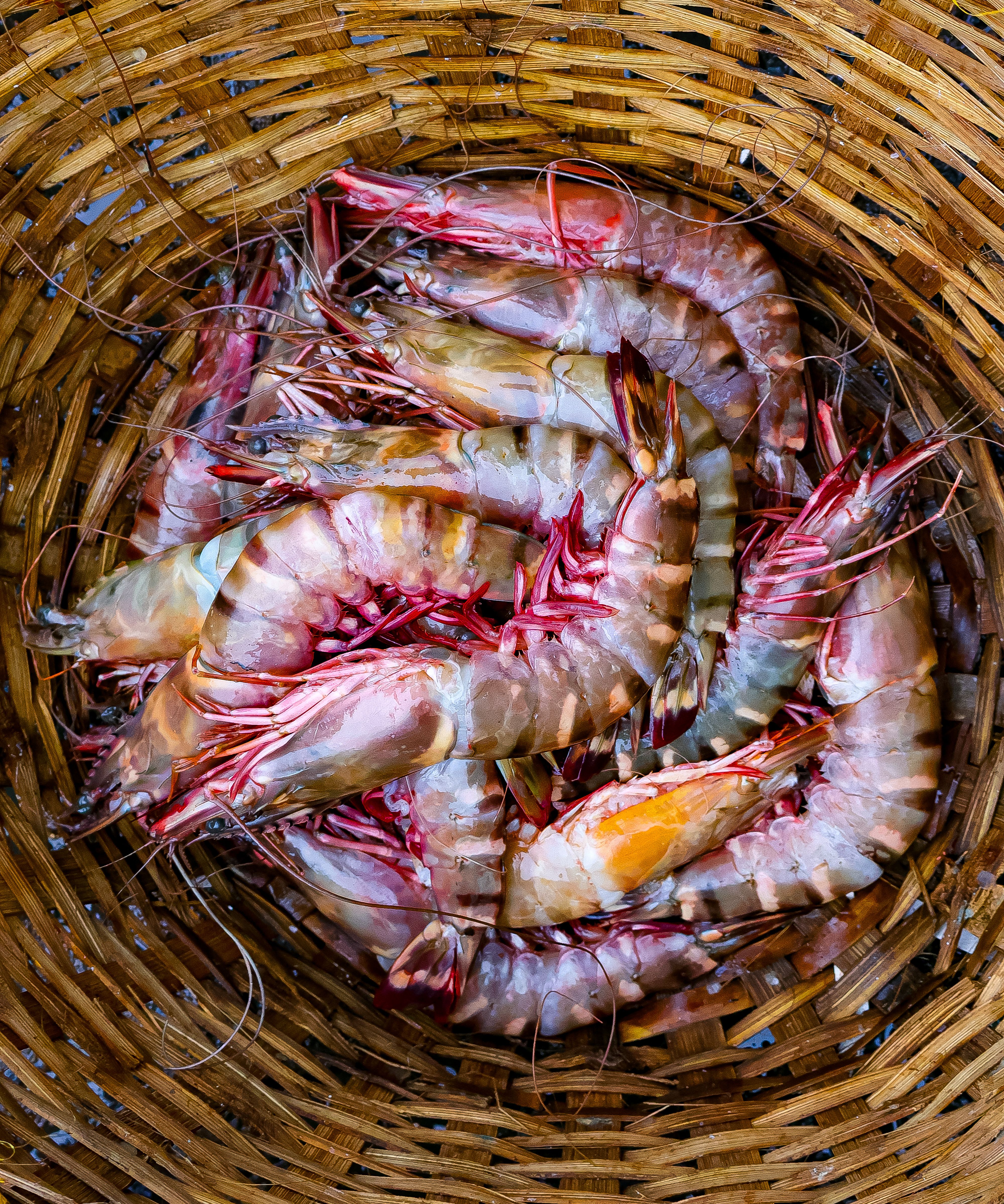 Tiger Sea Shrimp Photos, Download The BEST Free Tiger Sea Shrimp Stock ...