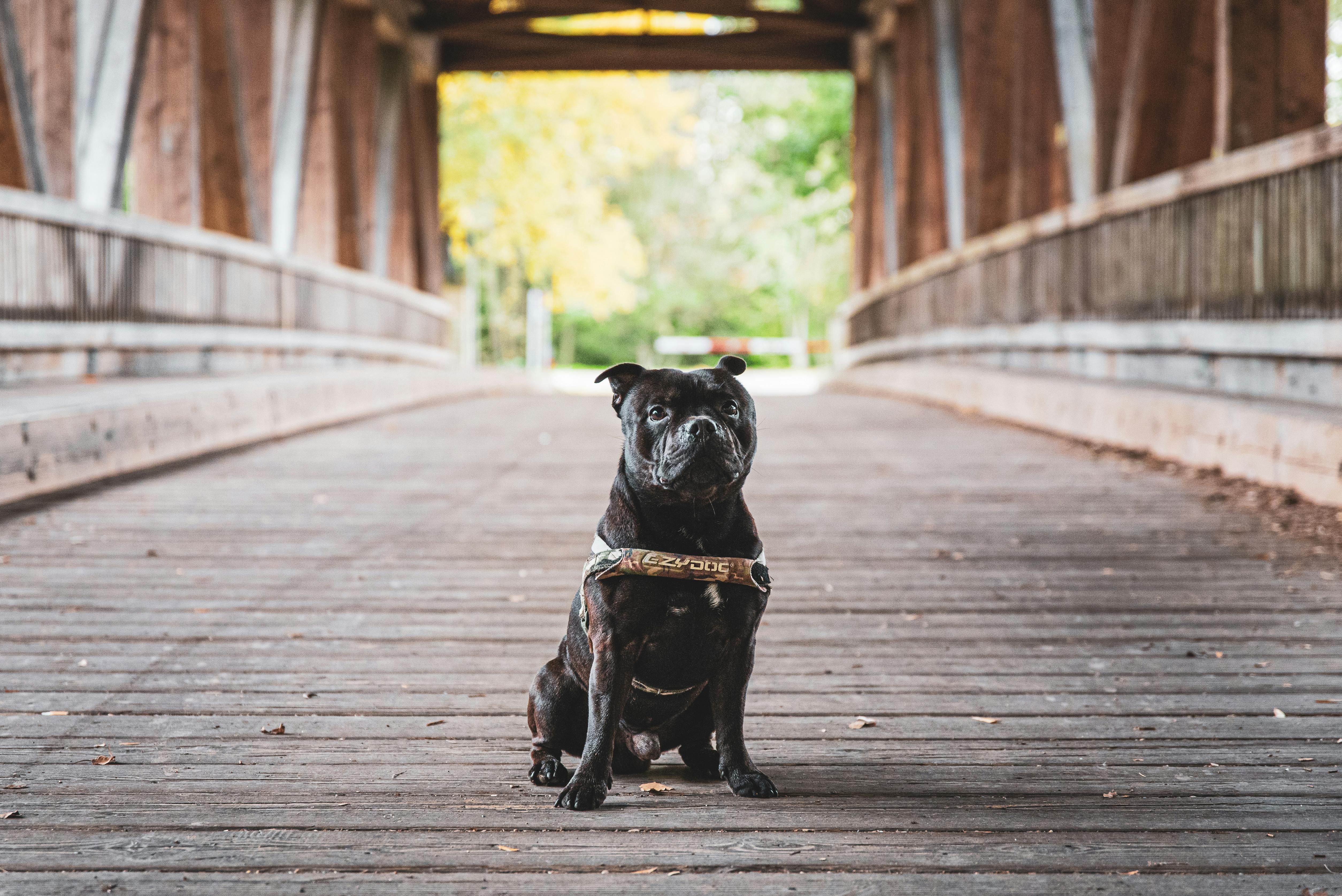Photo Of Black Dog Sitting On Wooden Bridge · Free Stock Photo