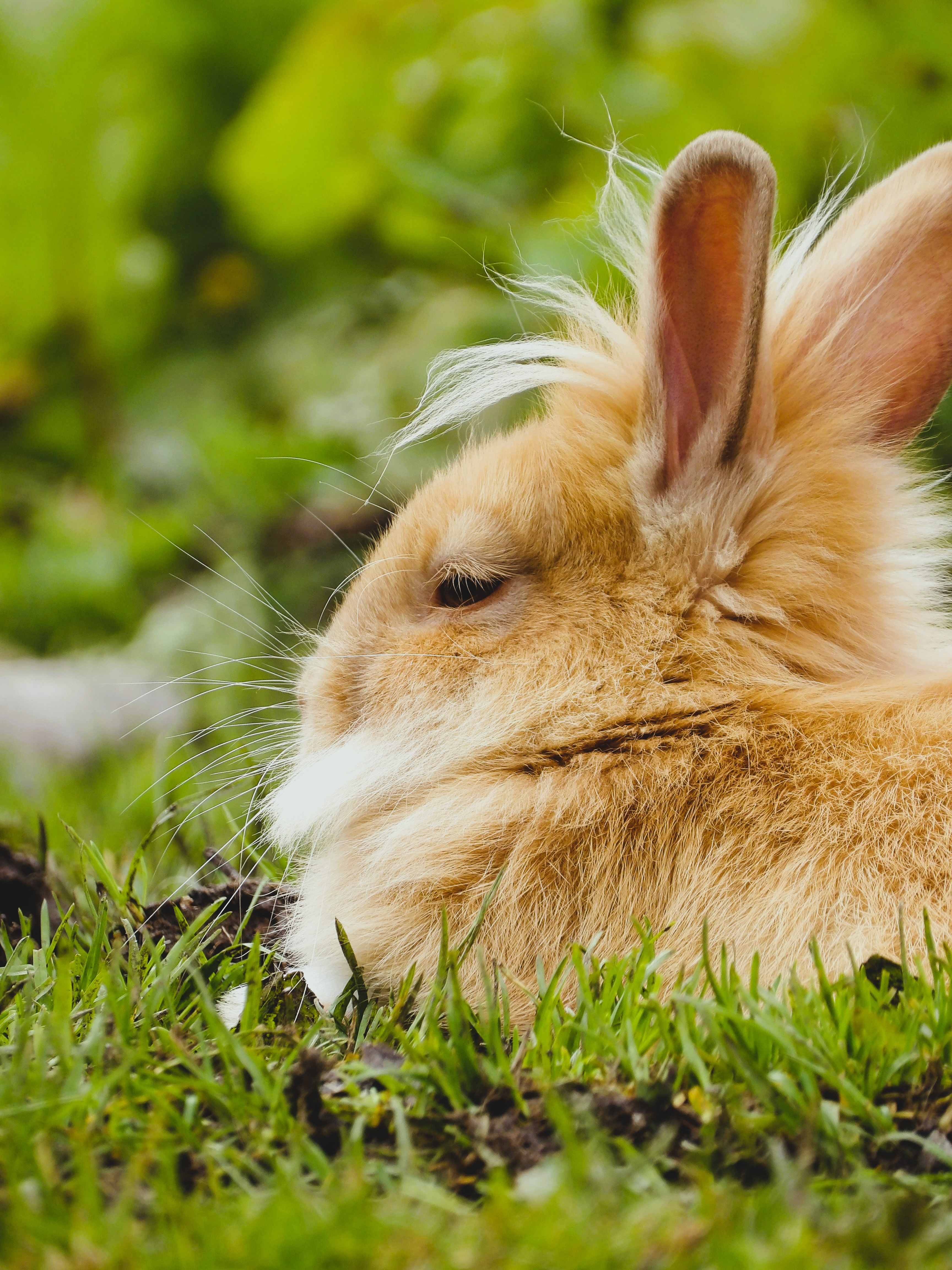 Close-Up of Fluffy Brown Rabbit in Trentino Garden · Free Stock Photo