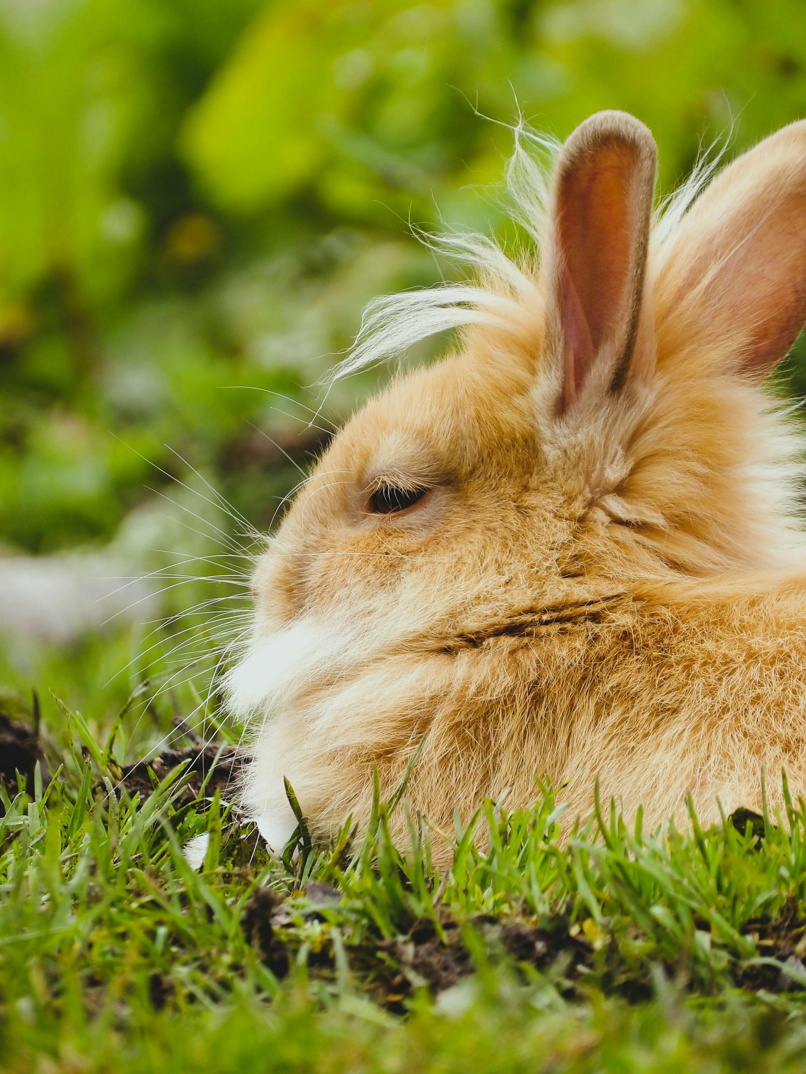 Rabbit Images Photos, Download The BEST Free Rabbit Images Stock Photos ...