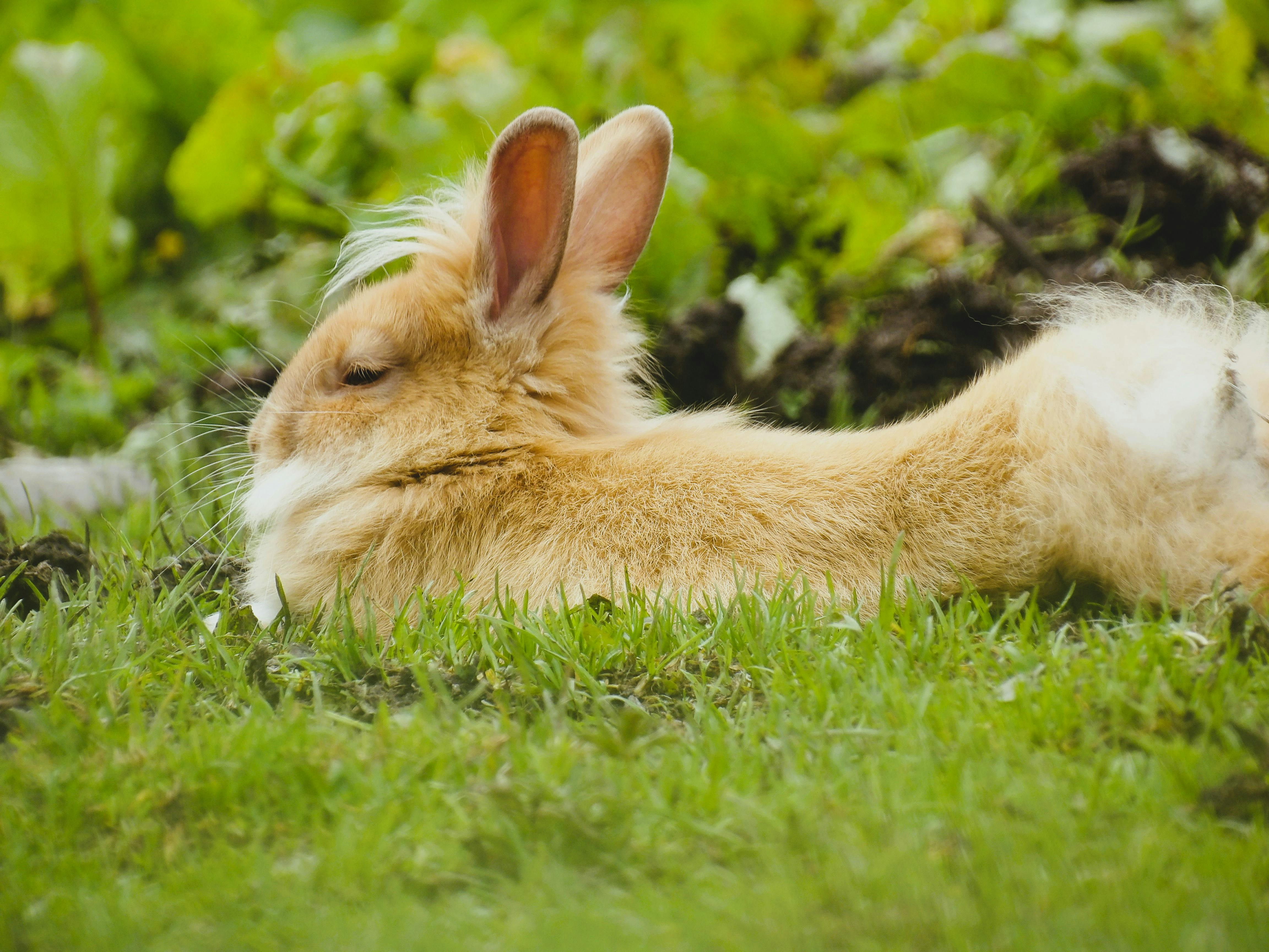 White and Brown Rabbit on Green Grass Field · Free Stock Photo