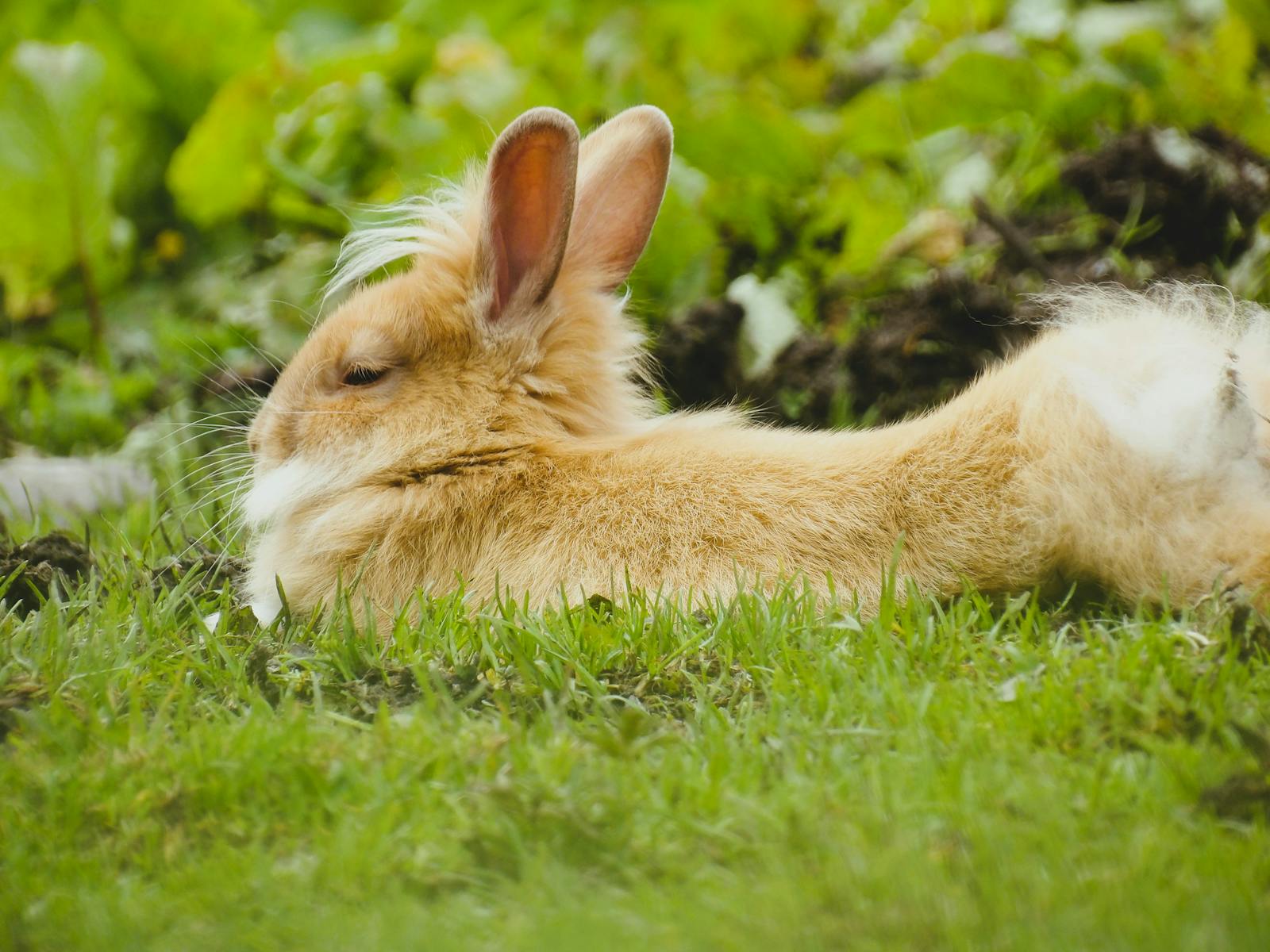 Cute Rabbit Photos, Download The BEST Free Cute Rabbit Stock Photos ...