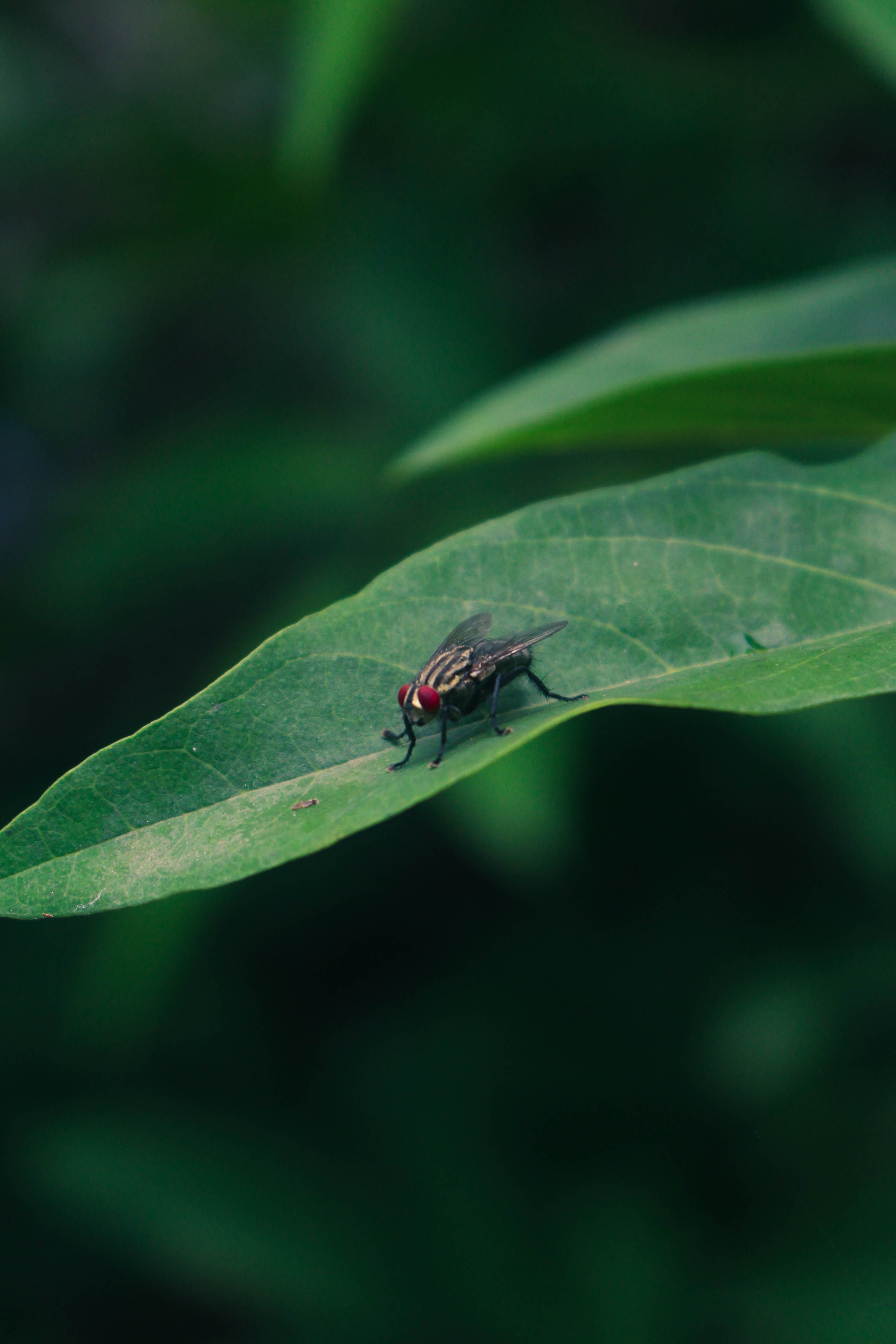 Close-up of a Fly on a Leaf in Nature · Free Stock Photo