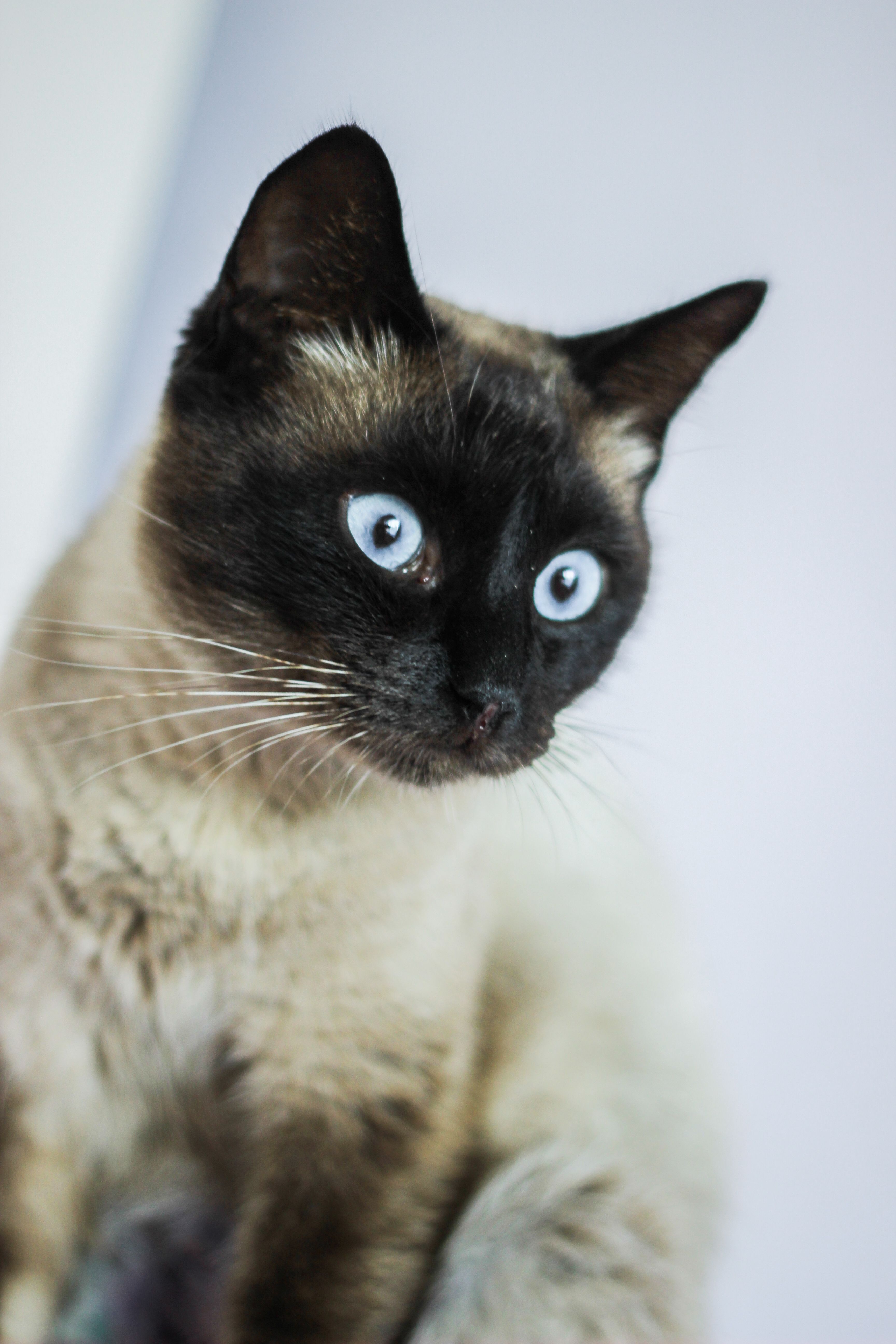 Siamese Cat Photos, Download The BEST Free Siamese Cat Stock Photos ...