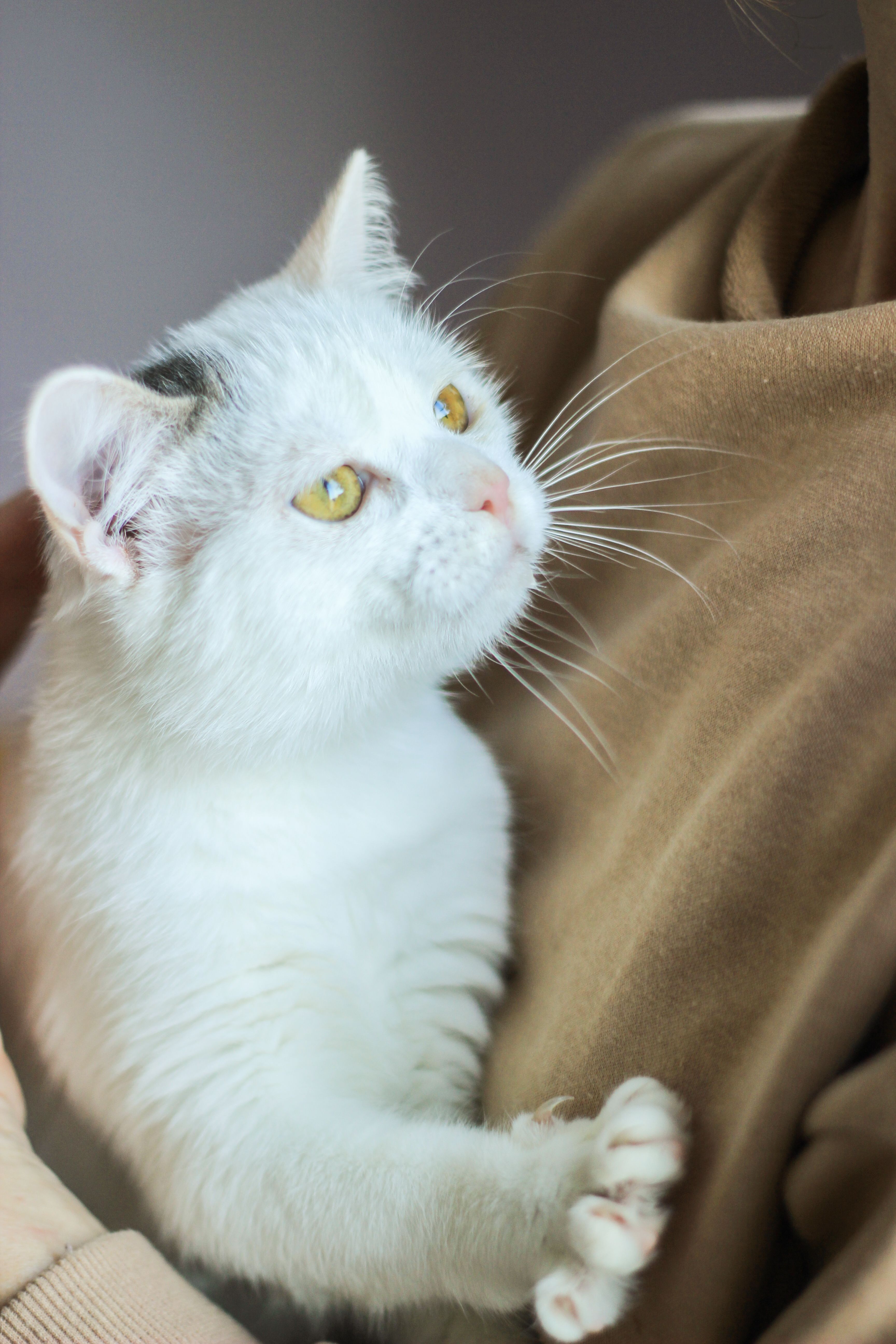 Short-coated Beige Cat on White Knitted Textile · Free Stock Photo