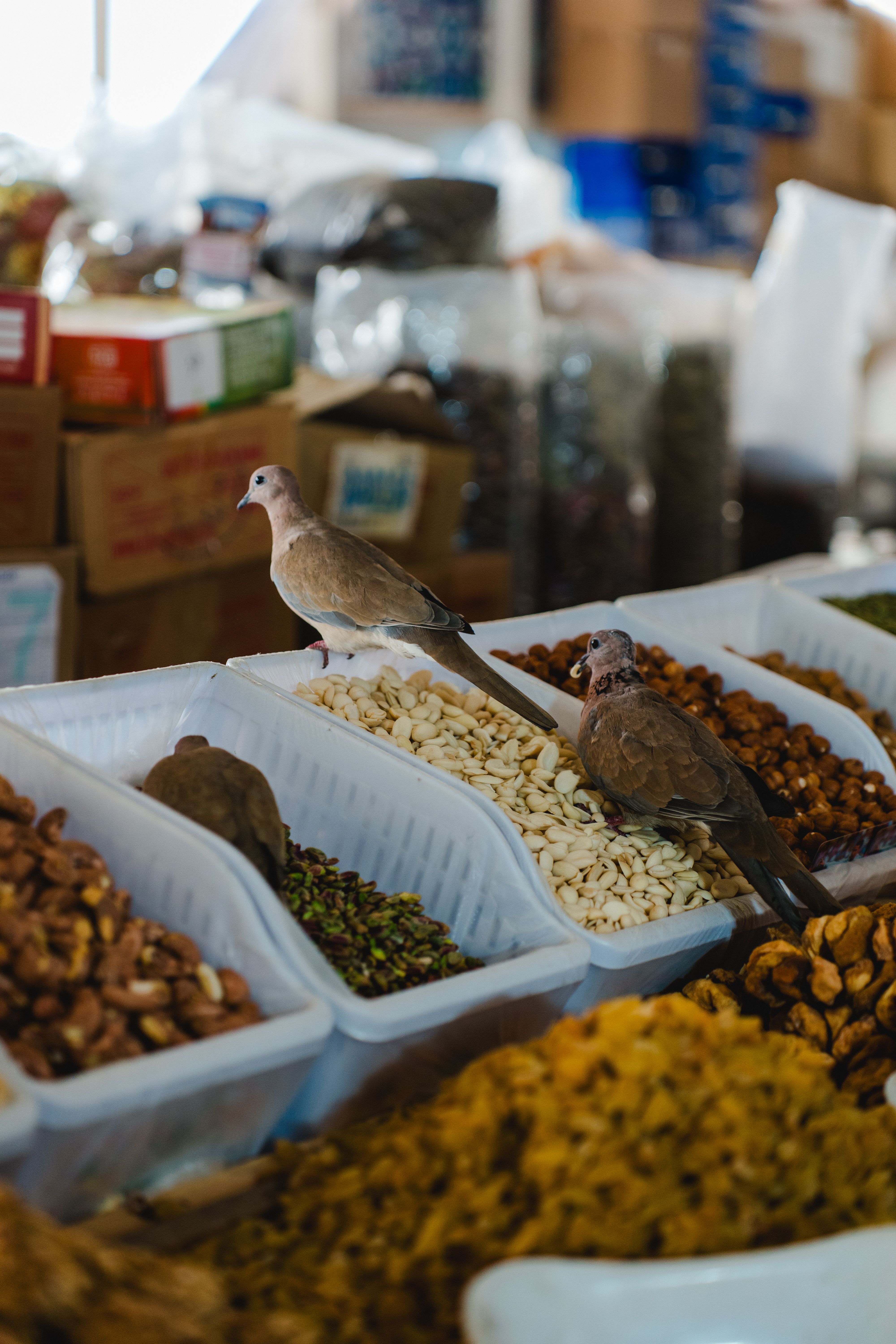 Doves Sanatlari Photos, Download The BEST Free Doves Sanatlari Stock ...