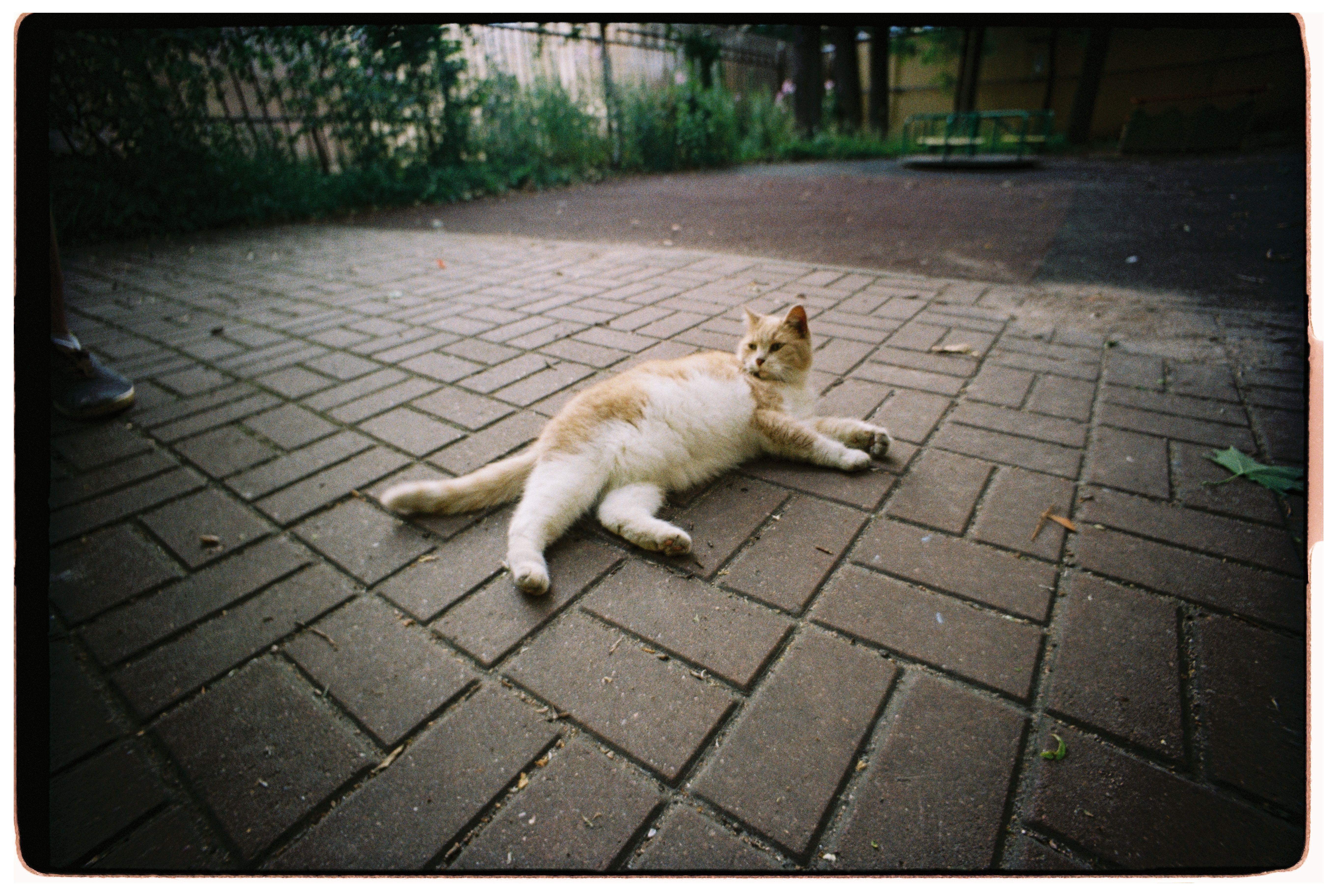 Cat Posture Photos, Download The BEST Free Cat Posture Stock Photos ...