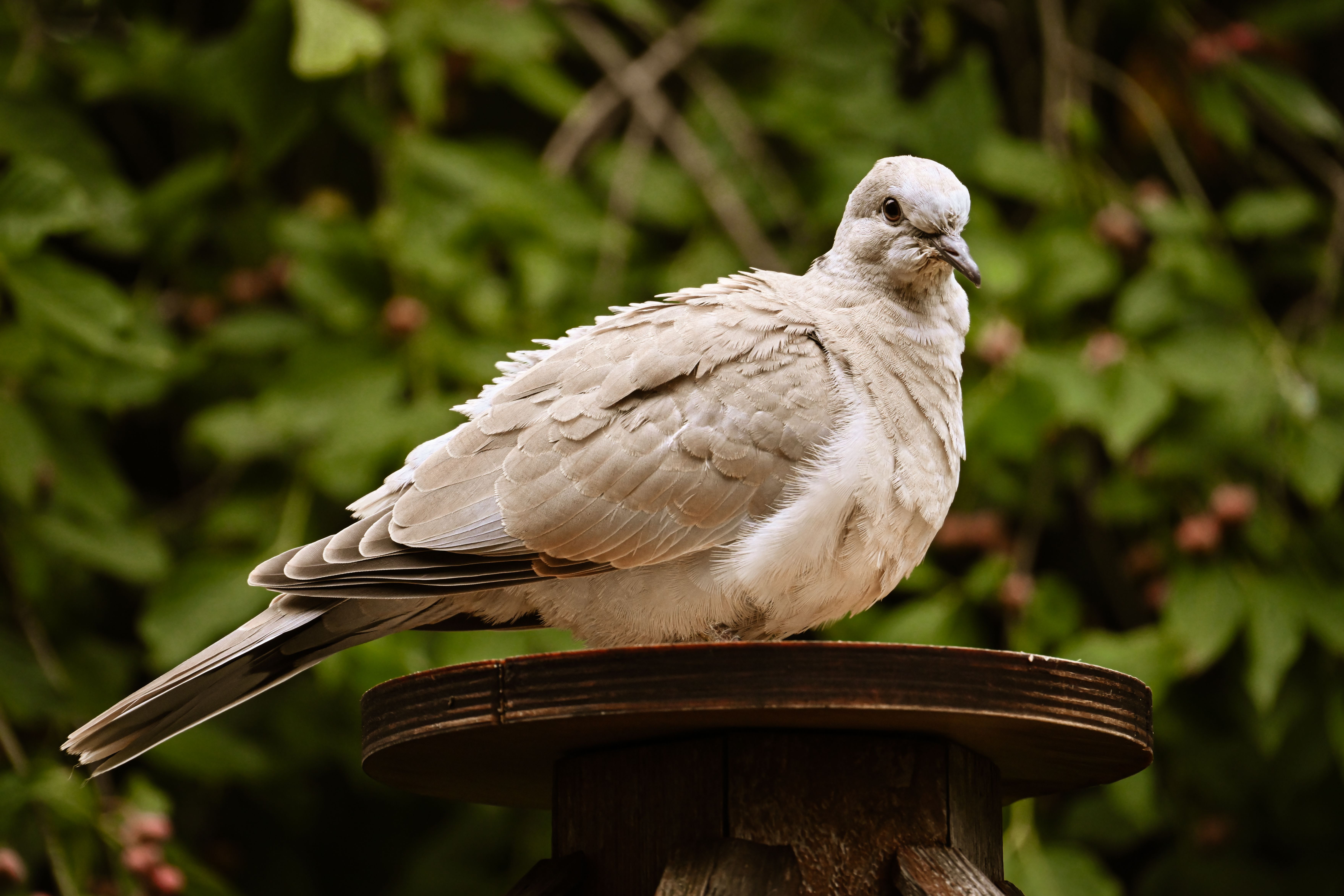 Close-up of a Eurasian Collared Dove Perched Outdoors · Free Stock Photo