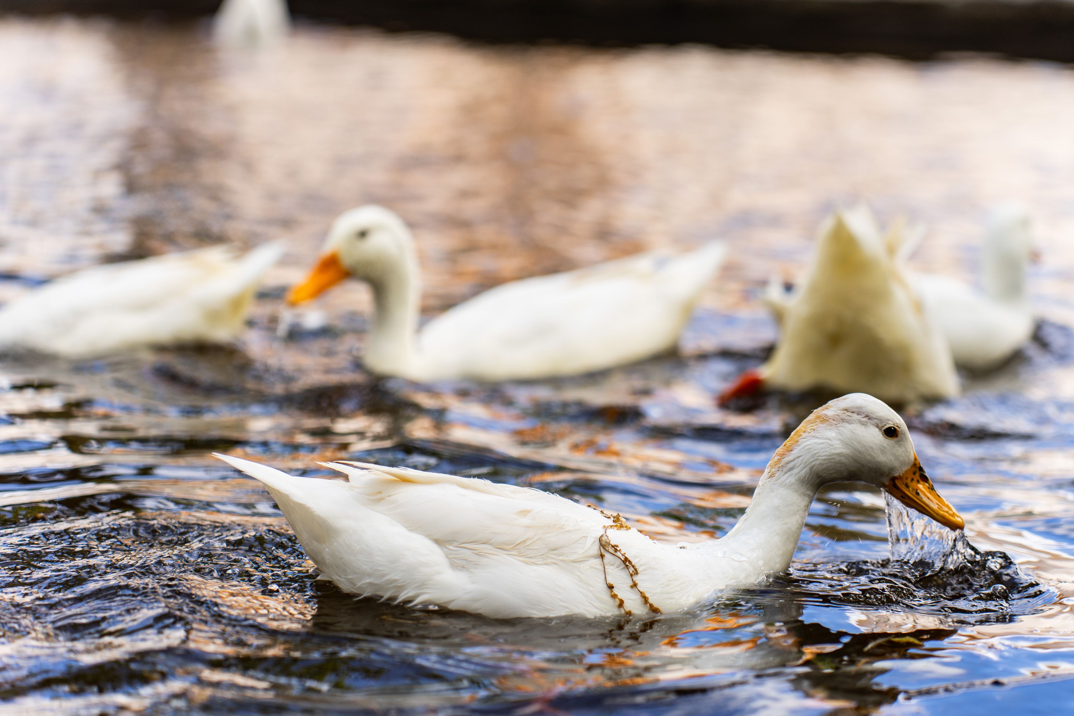 White Ducks Swimming in Cape Town Pond · Free Stock Photo