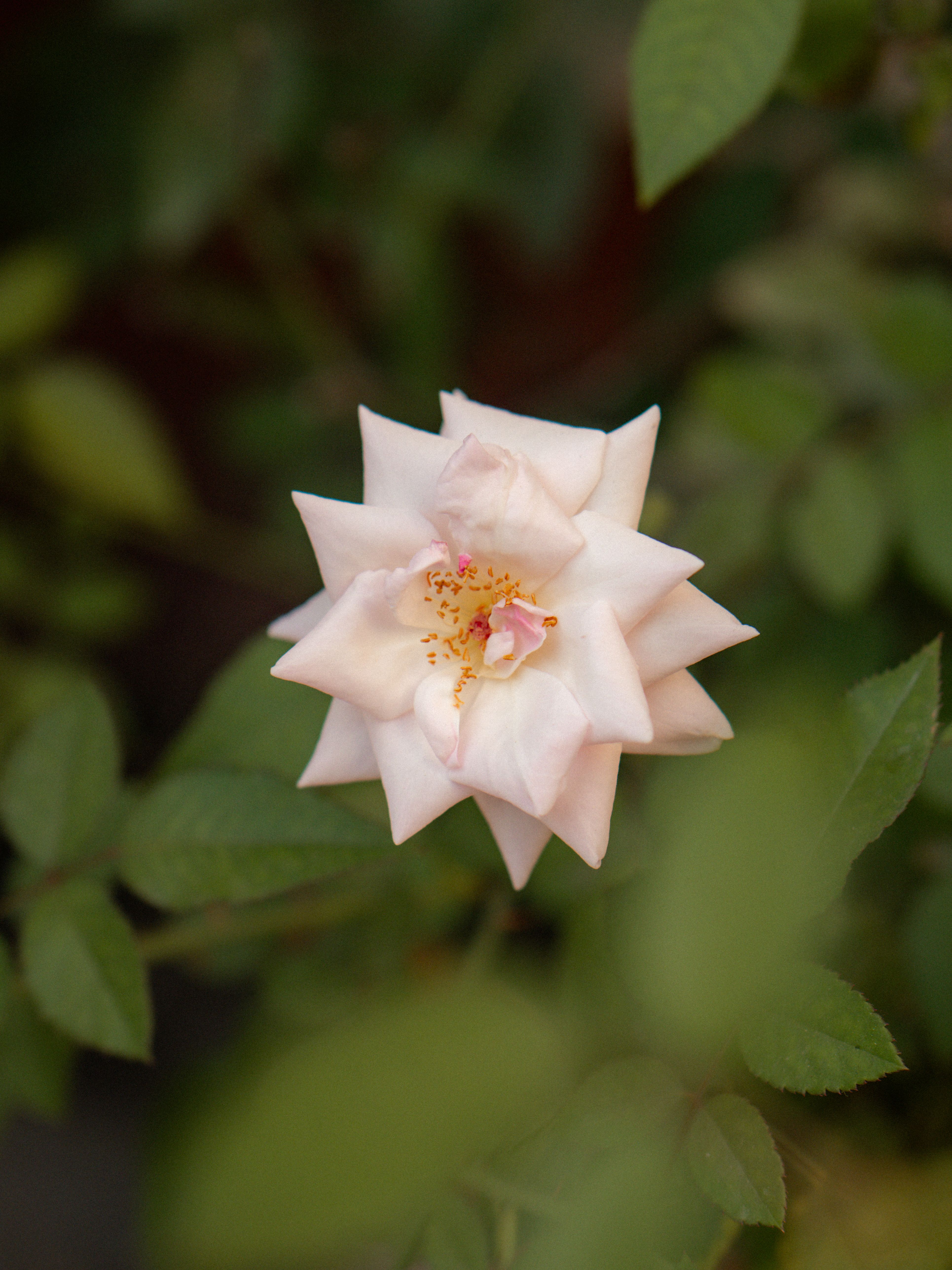 Soft Light on a Blooming White Rose in a Garden · Free Stock Photo