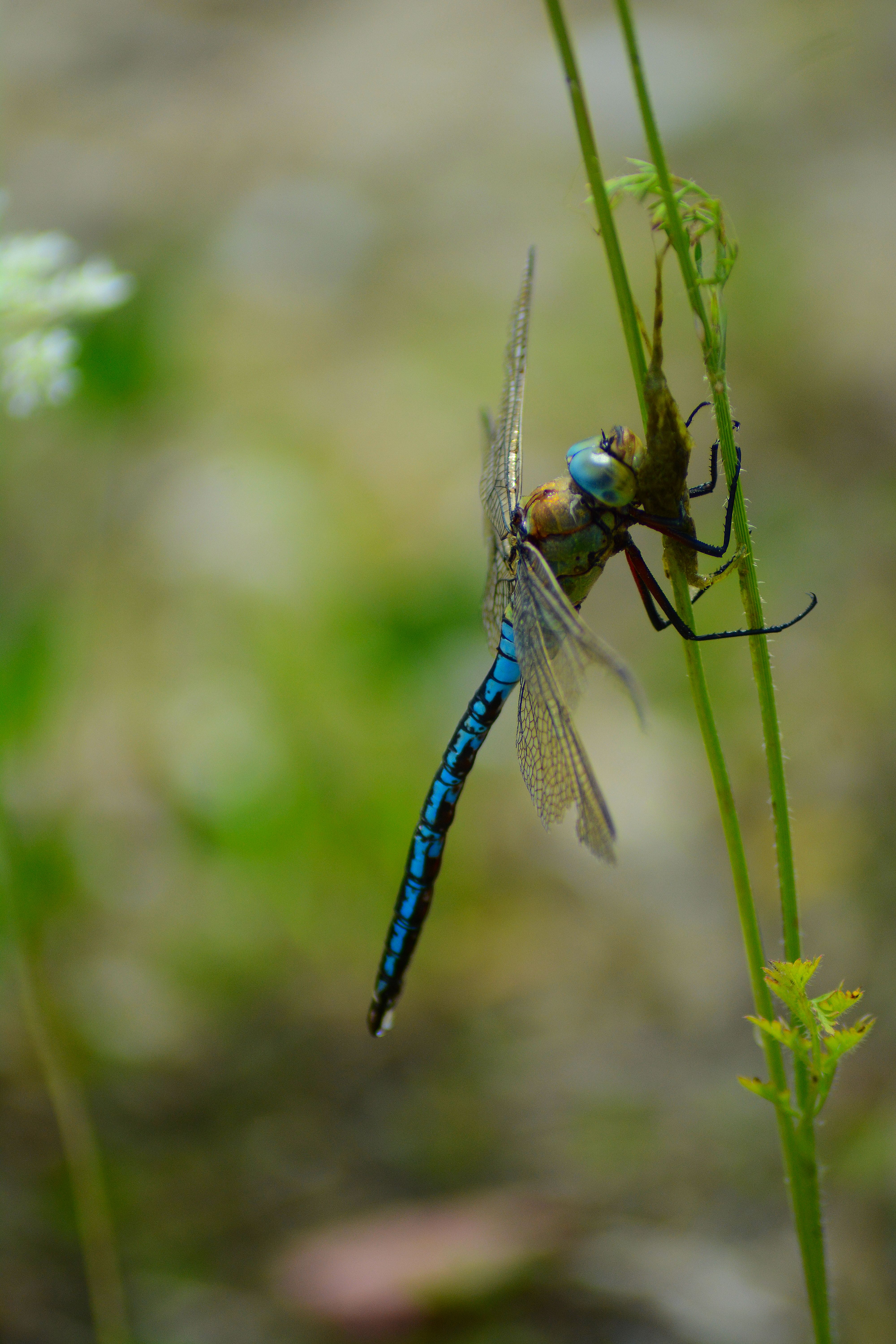 Close-up of Emperor Dragonfly Resting on a Plant · Free Stock Photo