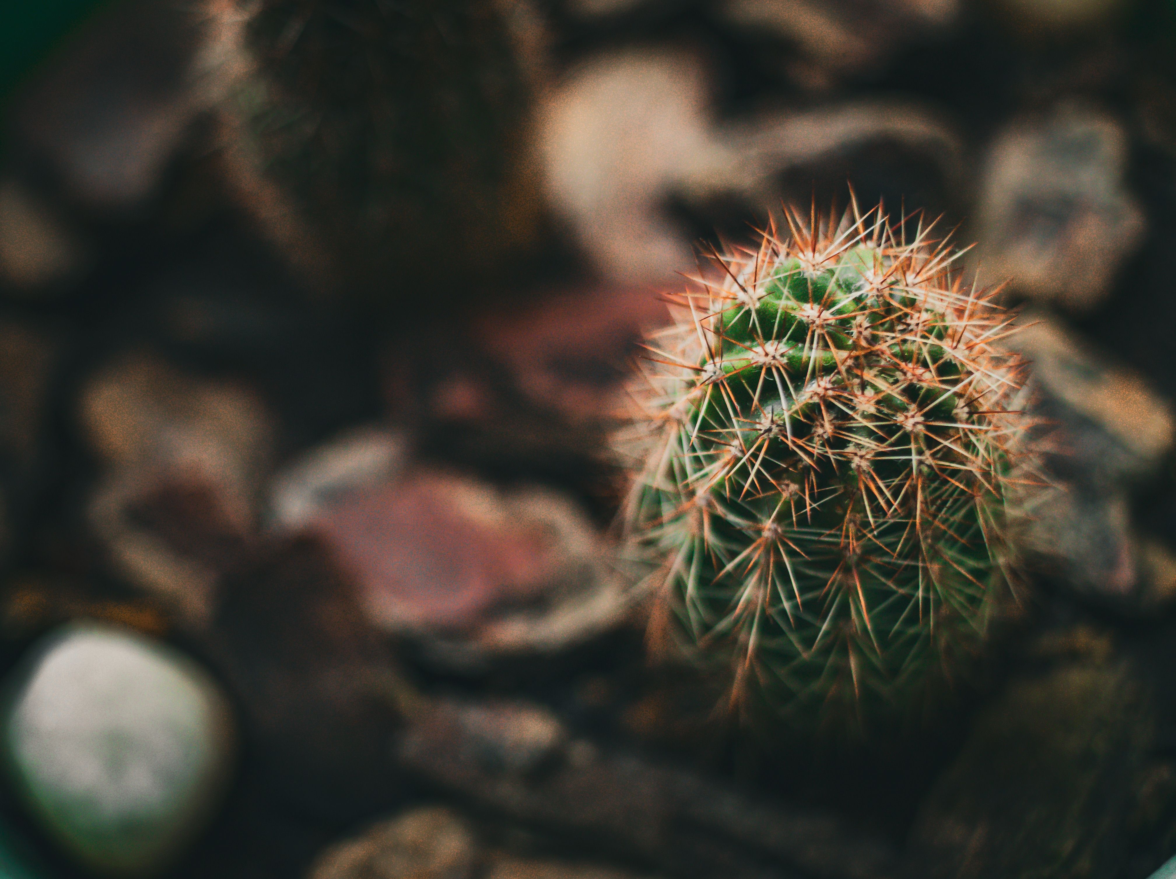 Brown Environment Photos, Download The BEST Free Brown Environment ...