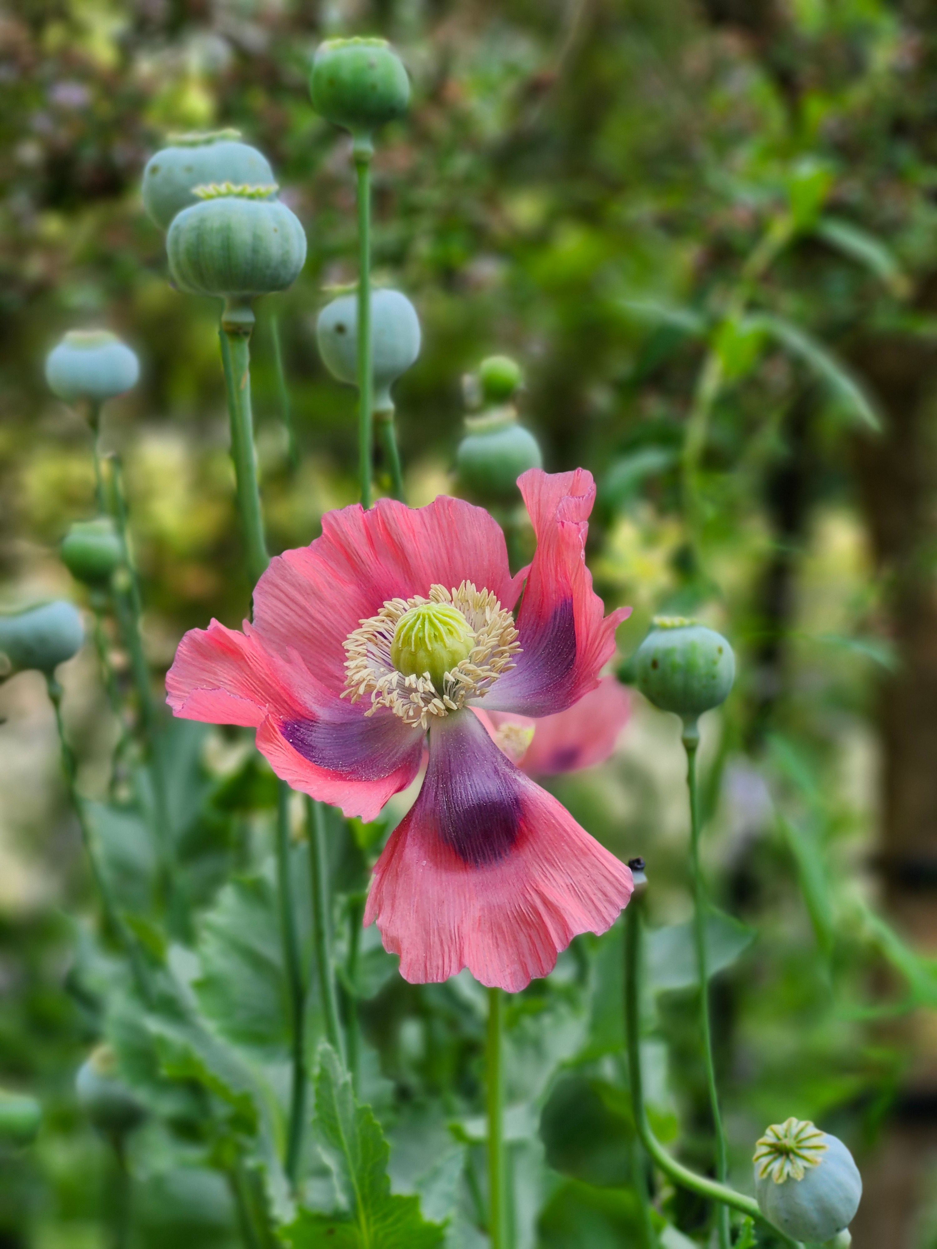 Senatu Poppy Photos, Download The BEST Free Senatu Poppy Stock Photos ...