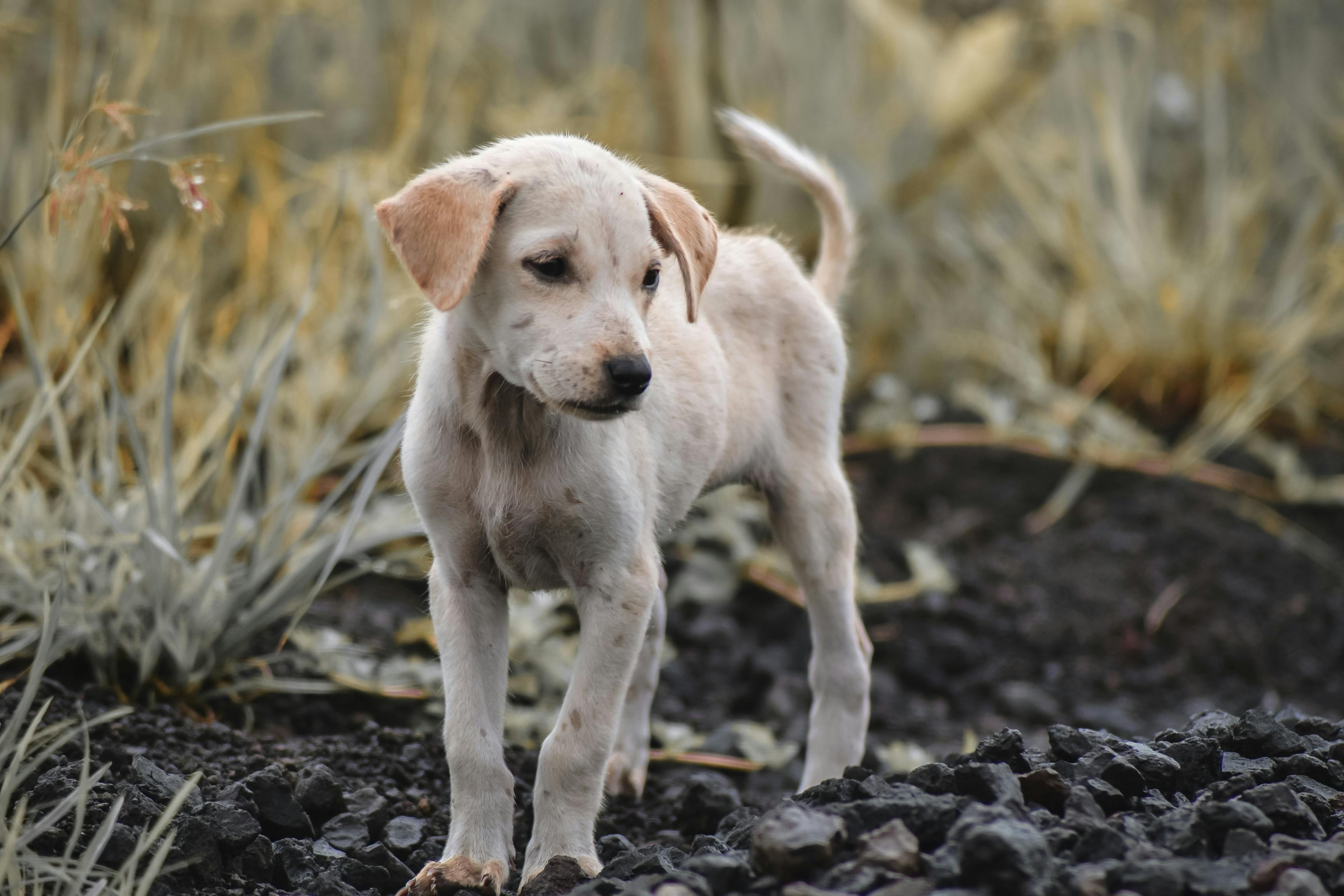 Cute Puppy Standing on Volcanic Rocks in Bali · Free Stock Photo