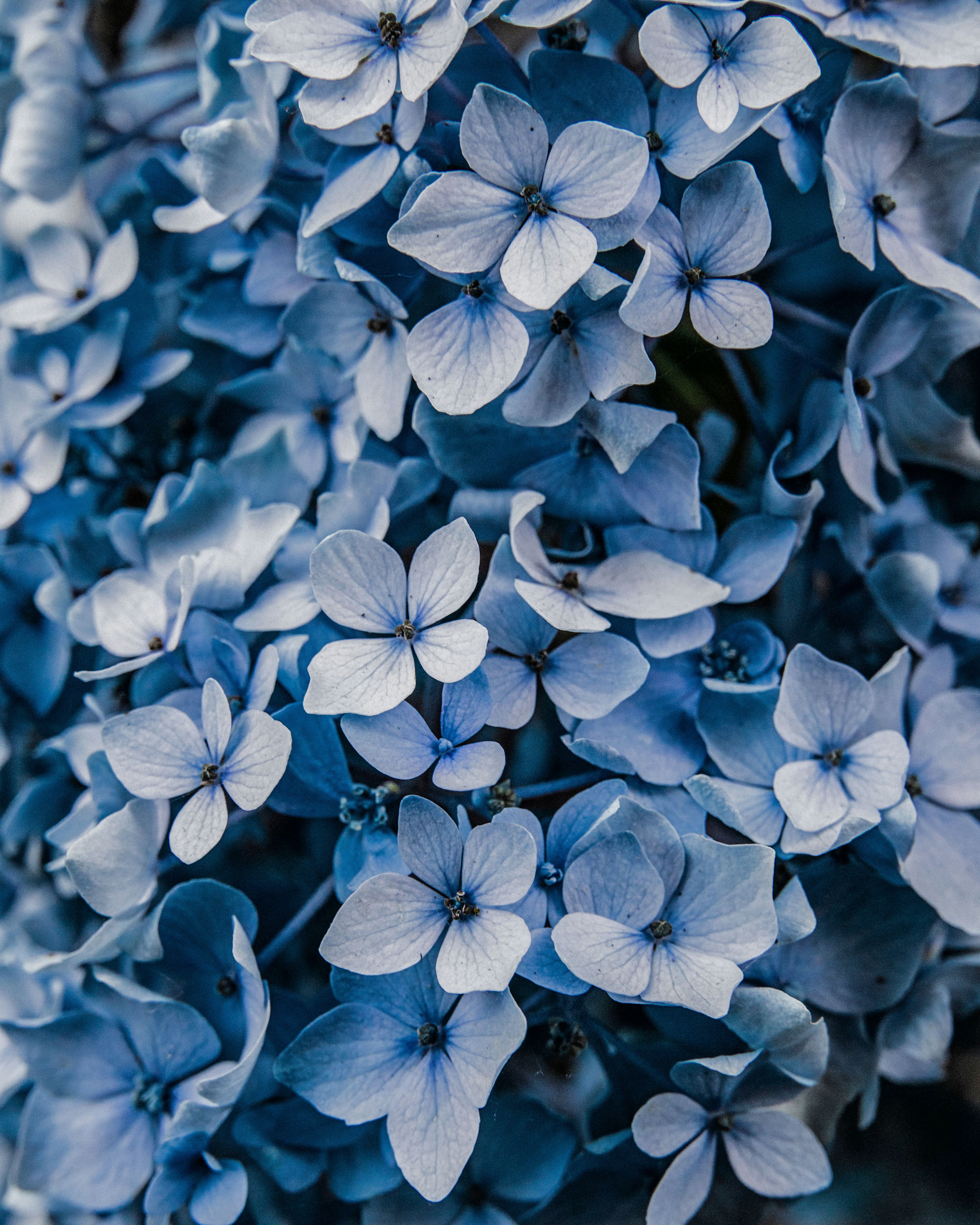 Primer Plano De Flores De Hortensia De Color Azul Vibrante · Foto de ...