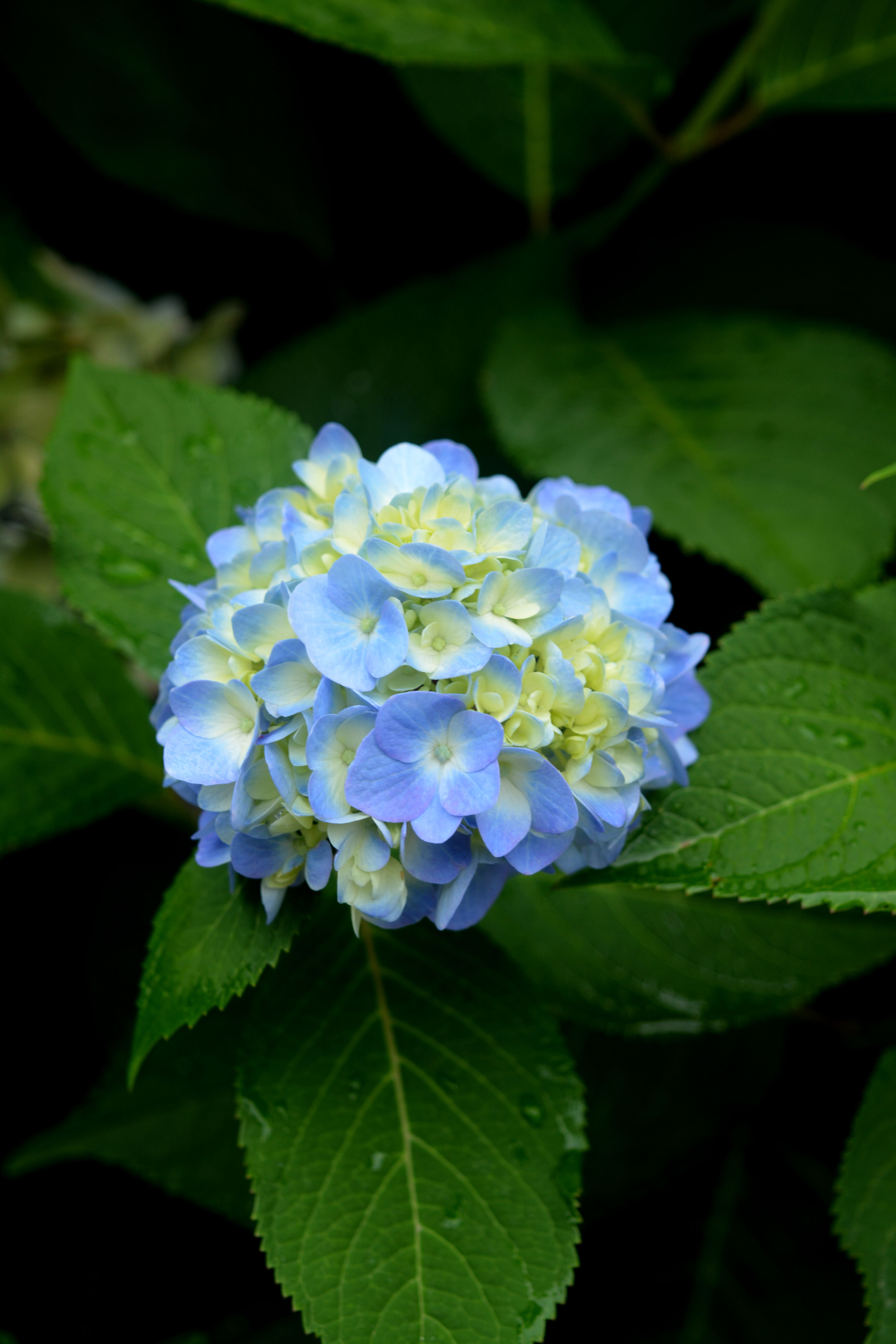 Flor De Hortênsia Azul Vibrante Em Plena Floração. · Foto profissional ...