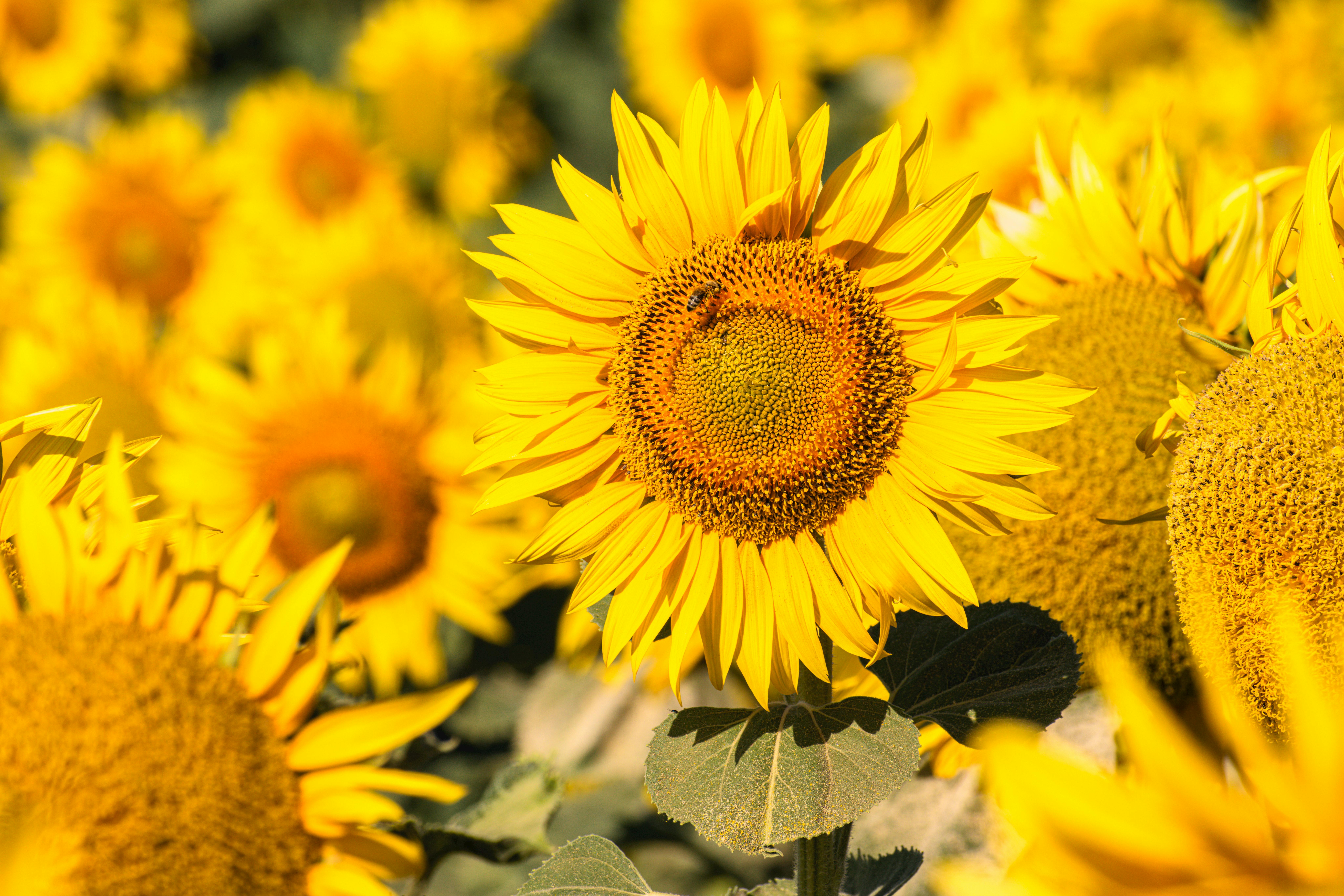 Decent Flower Wallpaper Photos, Download The BEST Free Decent Flower ...