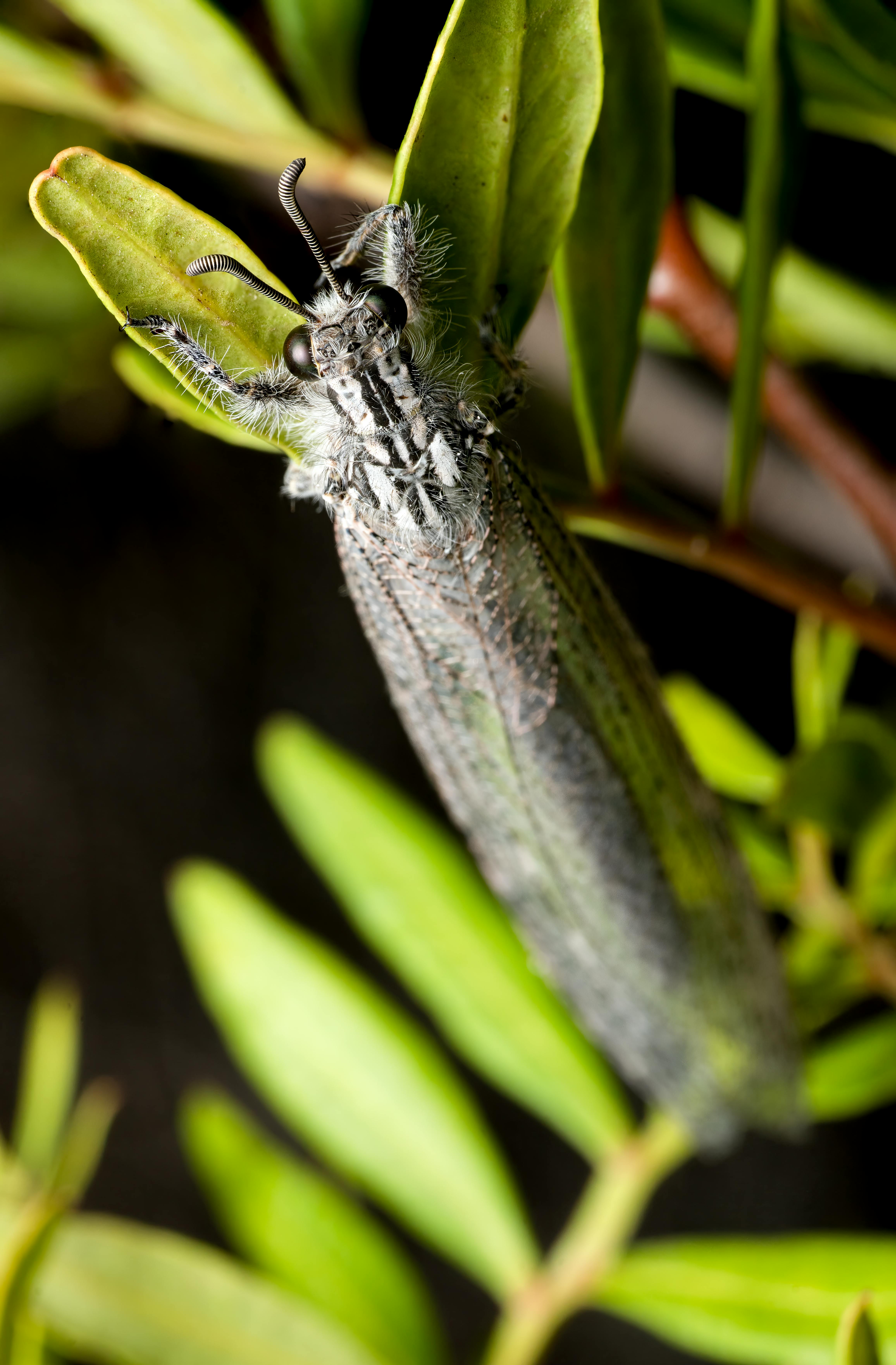 Bottom Leaves Gif Photos, Download The BEST Free Bottom Leaves Gif ...