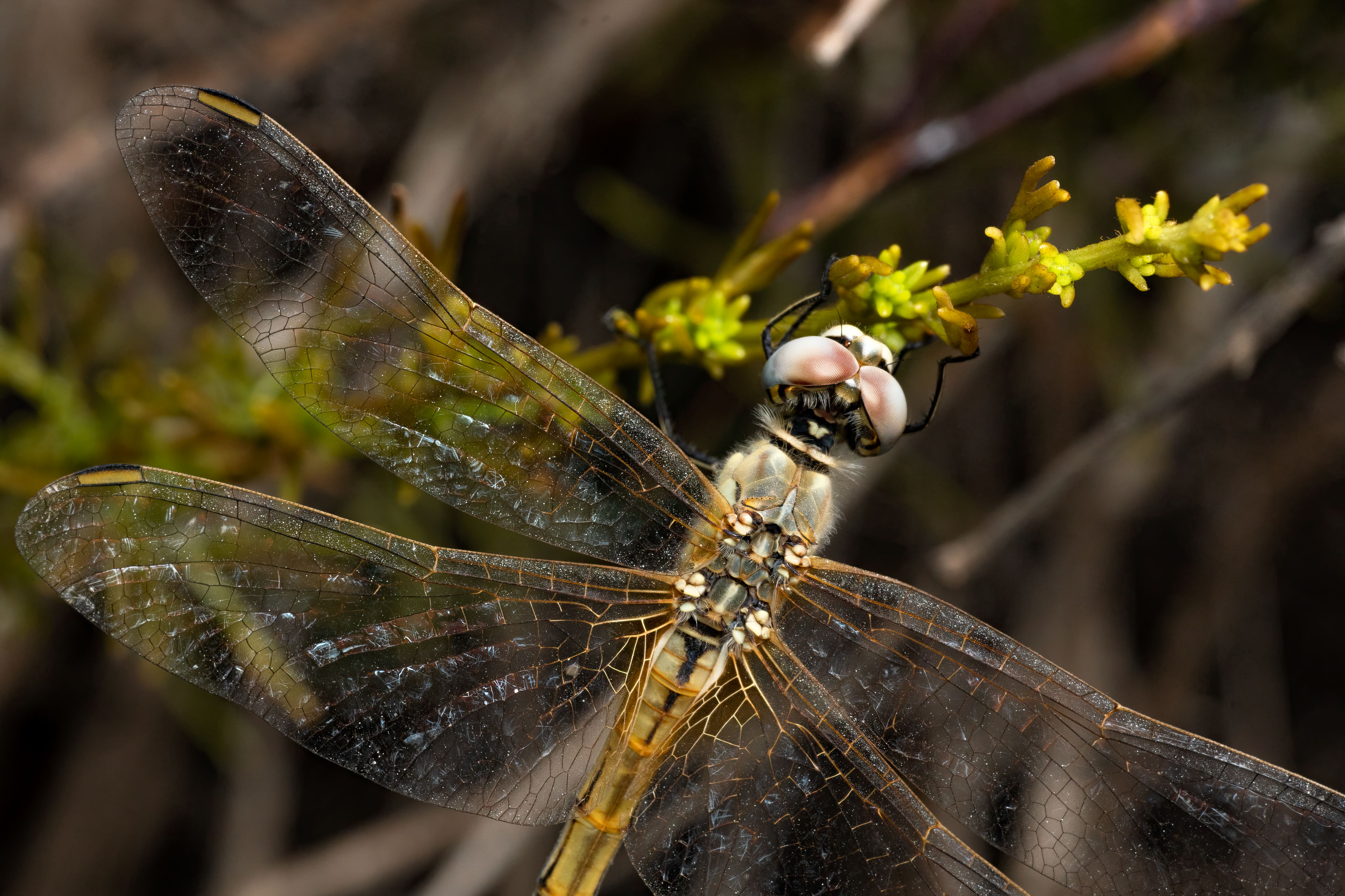 Invertebrates Photos, Download The BEST Free Invertebrates Stock Photos ...