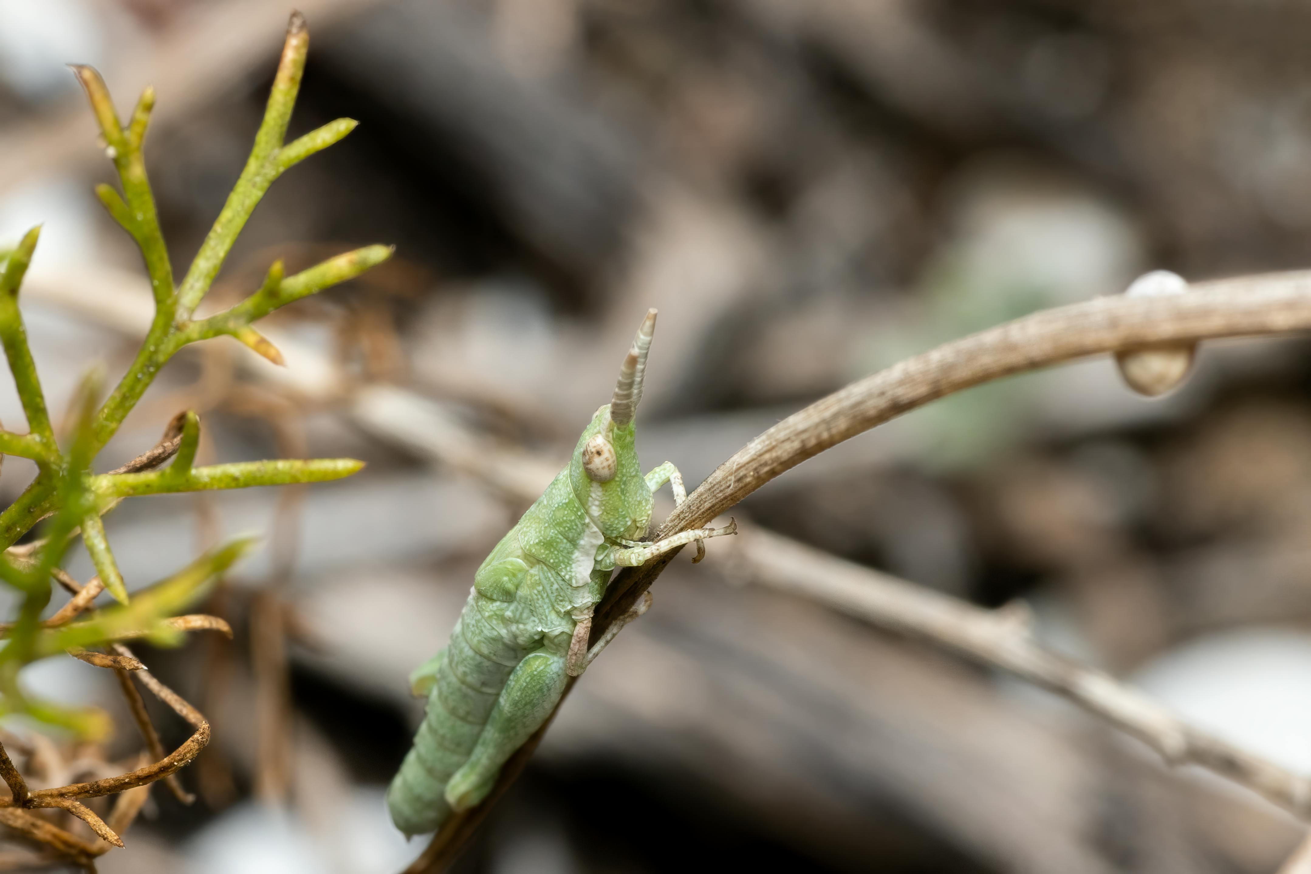 Neeraj+Pepsu+Wallpaper Photos, Download The BEST Free Neeraj+Pepsu ...