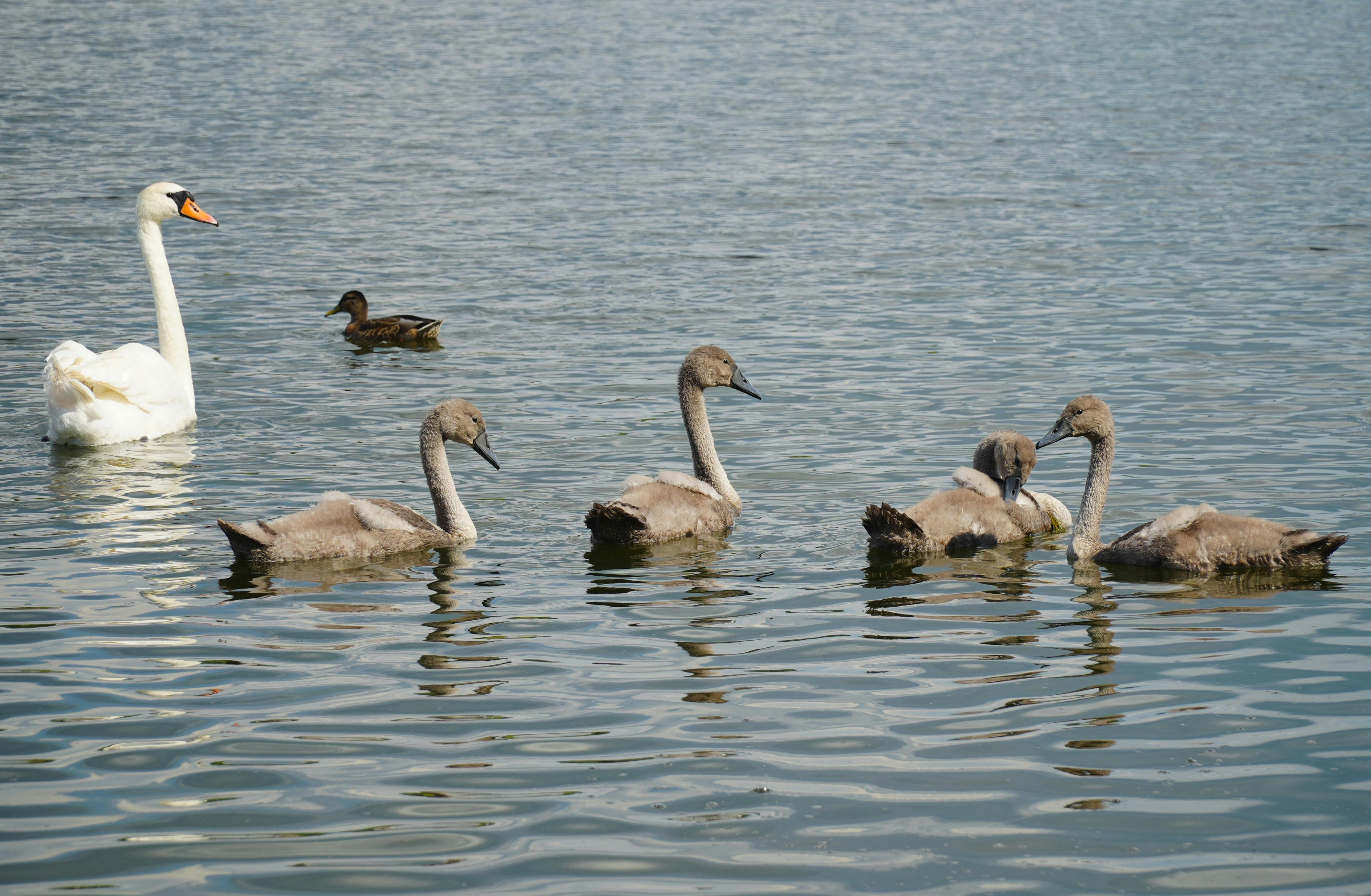 Serene Display of Swans and Duck in Izborsk Waters · Free Stock Photo