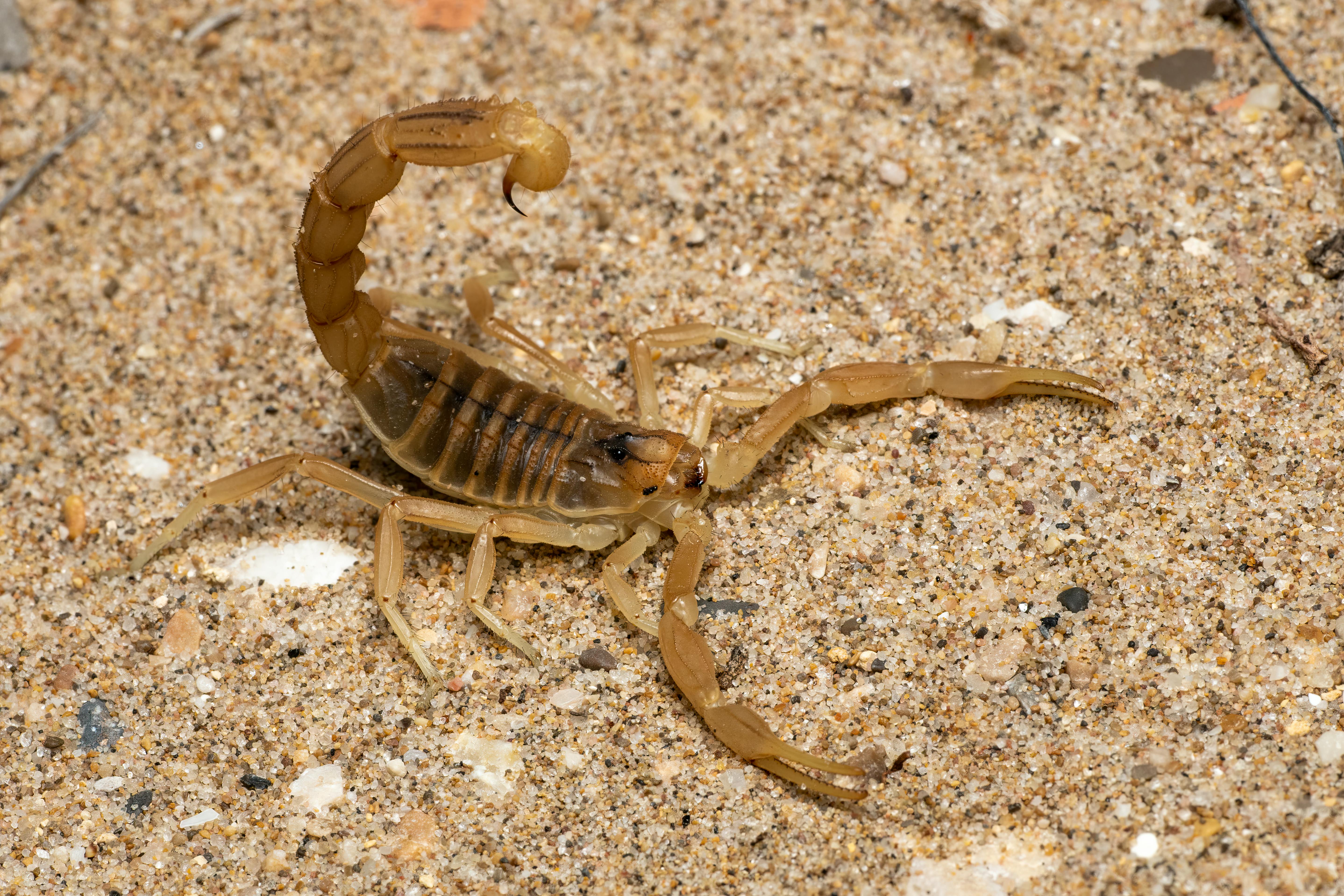 Deathstalker Scorpion: Venomous Behavior & Ecosystem Impact