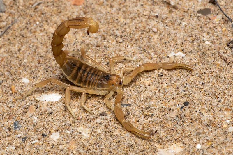 Deathstalker Scorpion: Venomous Behavior & Ecosystem Impact