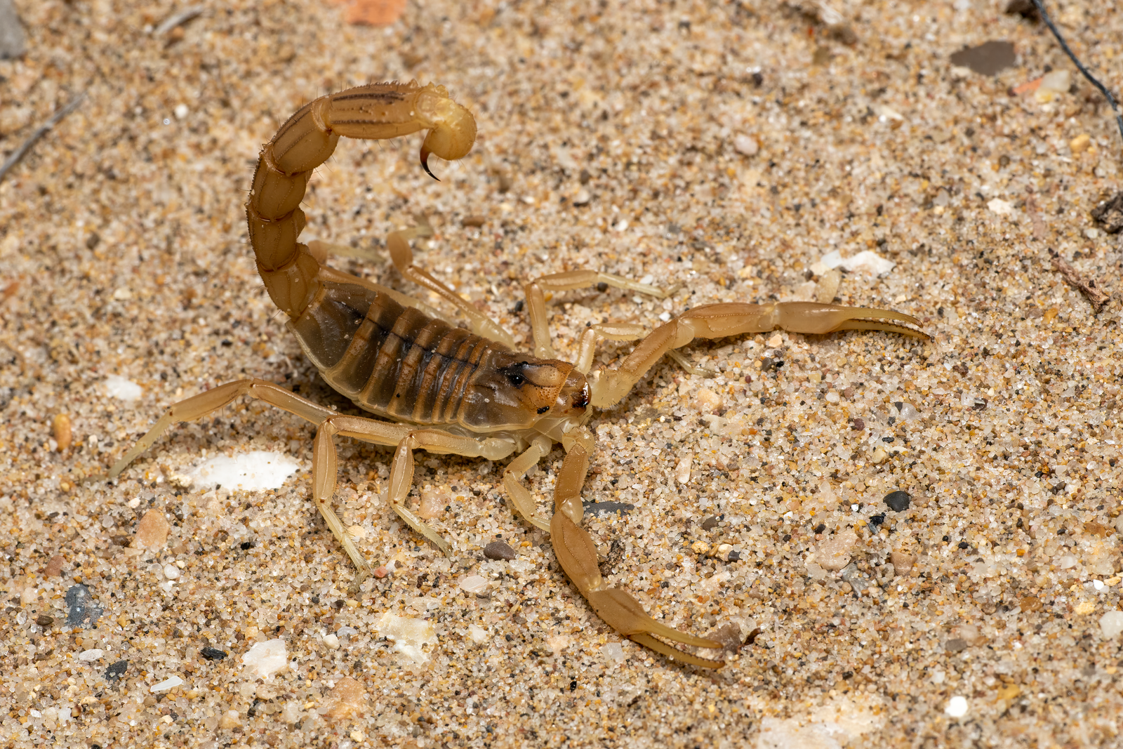 Scorpion Photos, Download The BEST Free Scorpion Stock Photos & HD Images