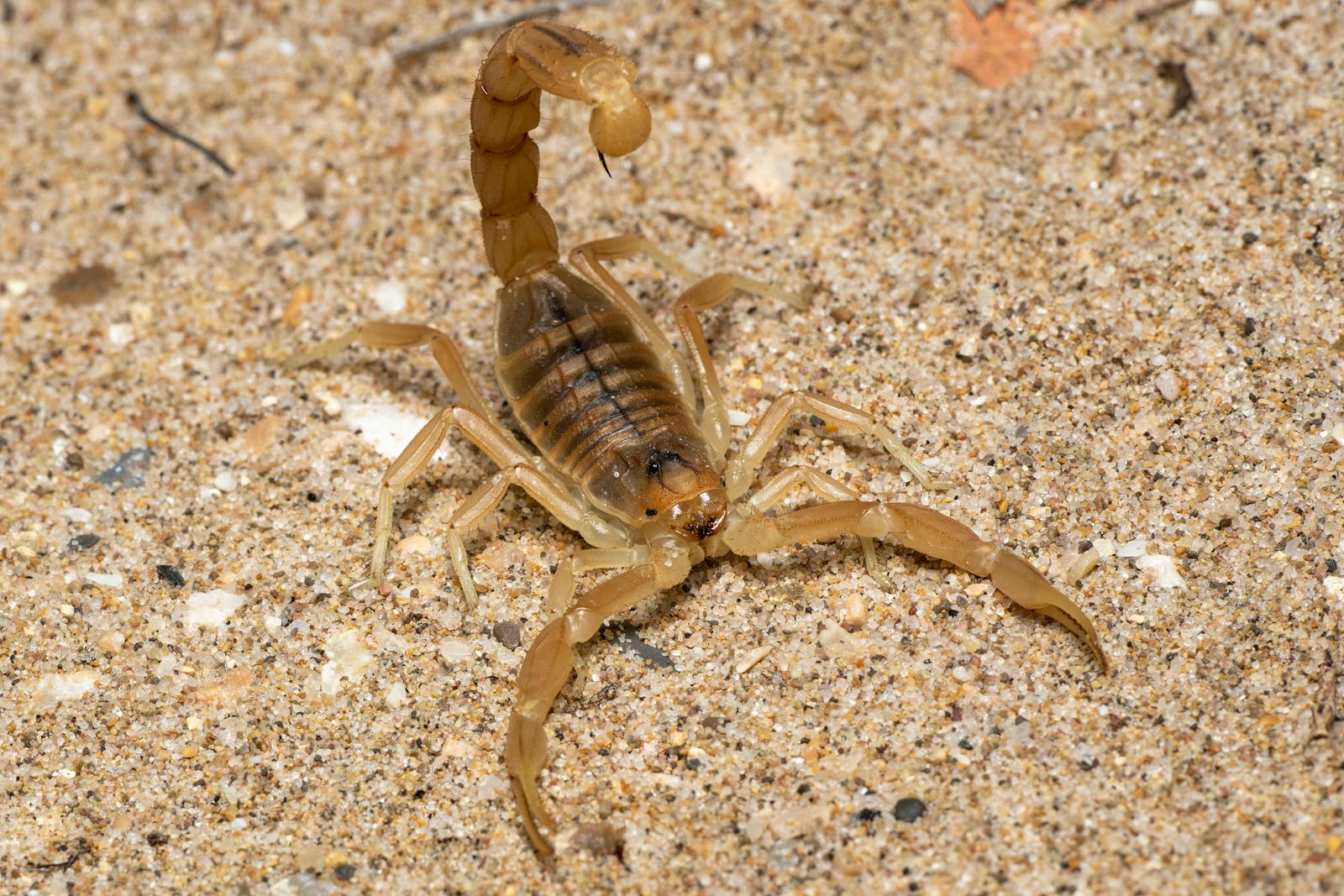 Scorpion Photos, Download The BEST Free Scorpion Stock Photos & HD Images