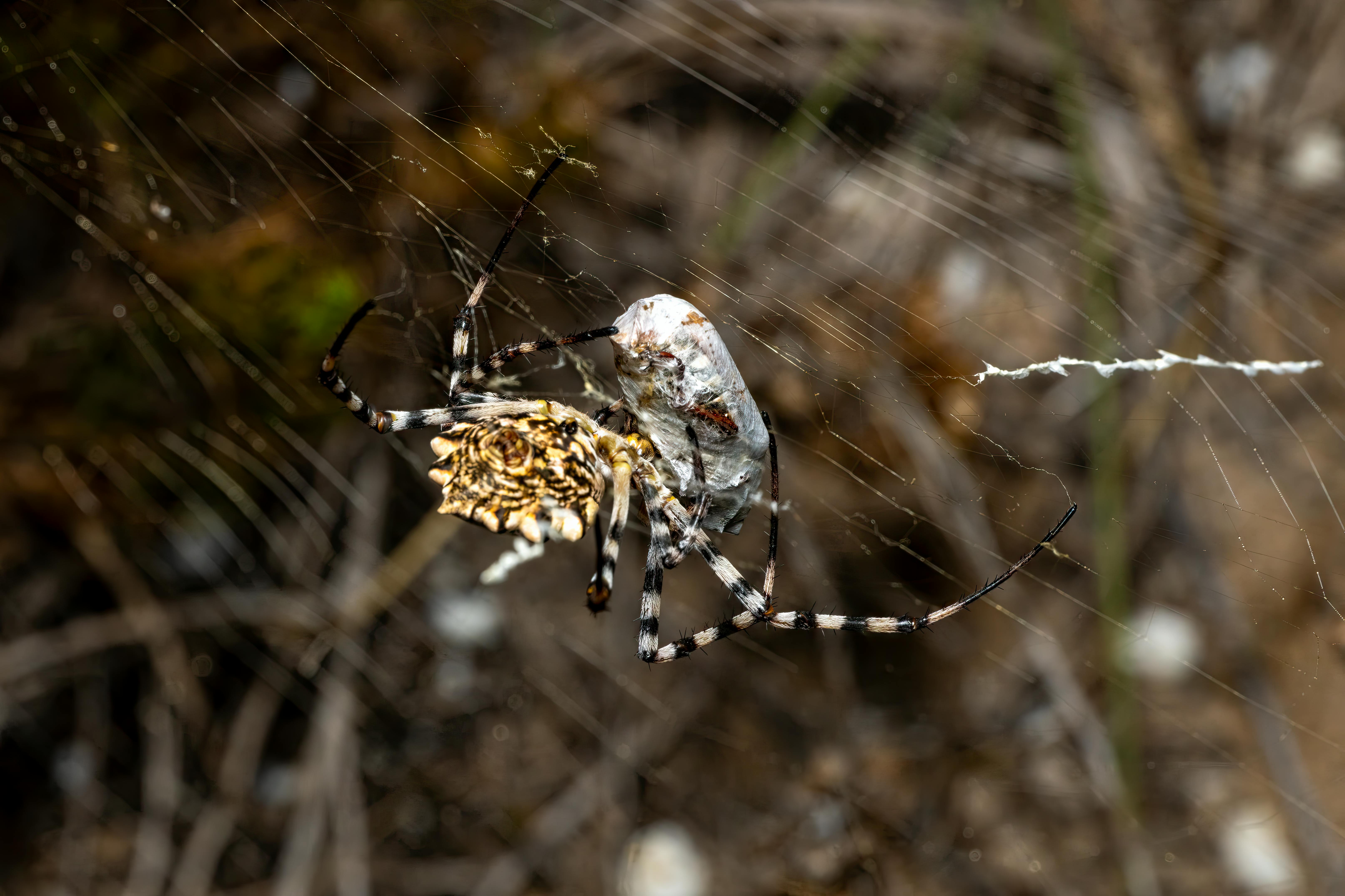 Dam Rajina Bus Photos, Download The BEST Free Dam Rajina Bus Stock ...