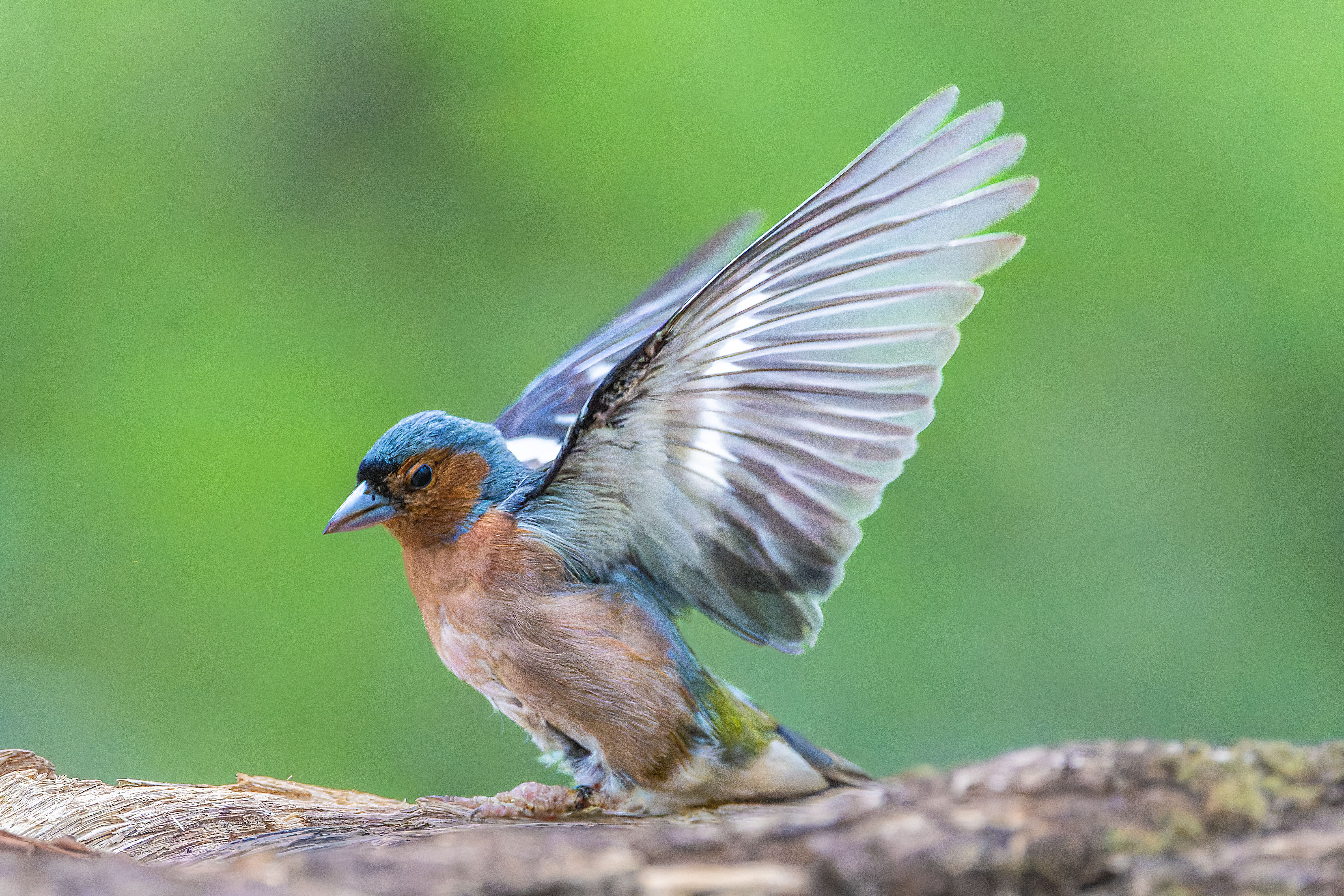 Close-up of a Vibrant Male Chaffinch in Mid-Flight · Free Stock Photo
