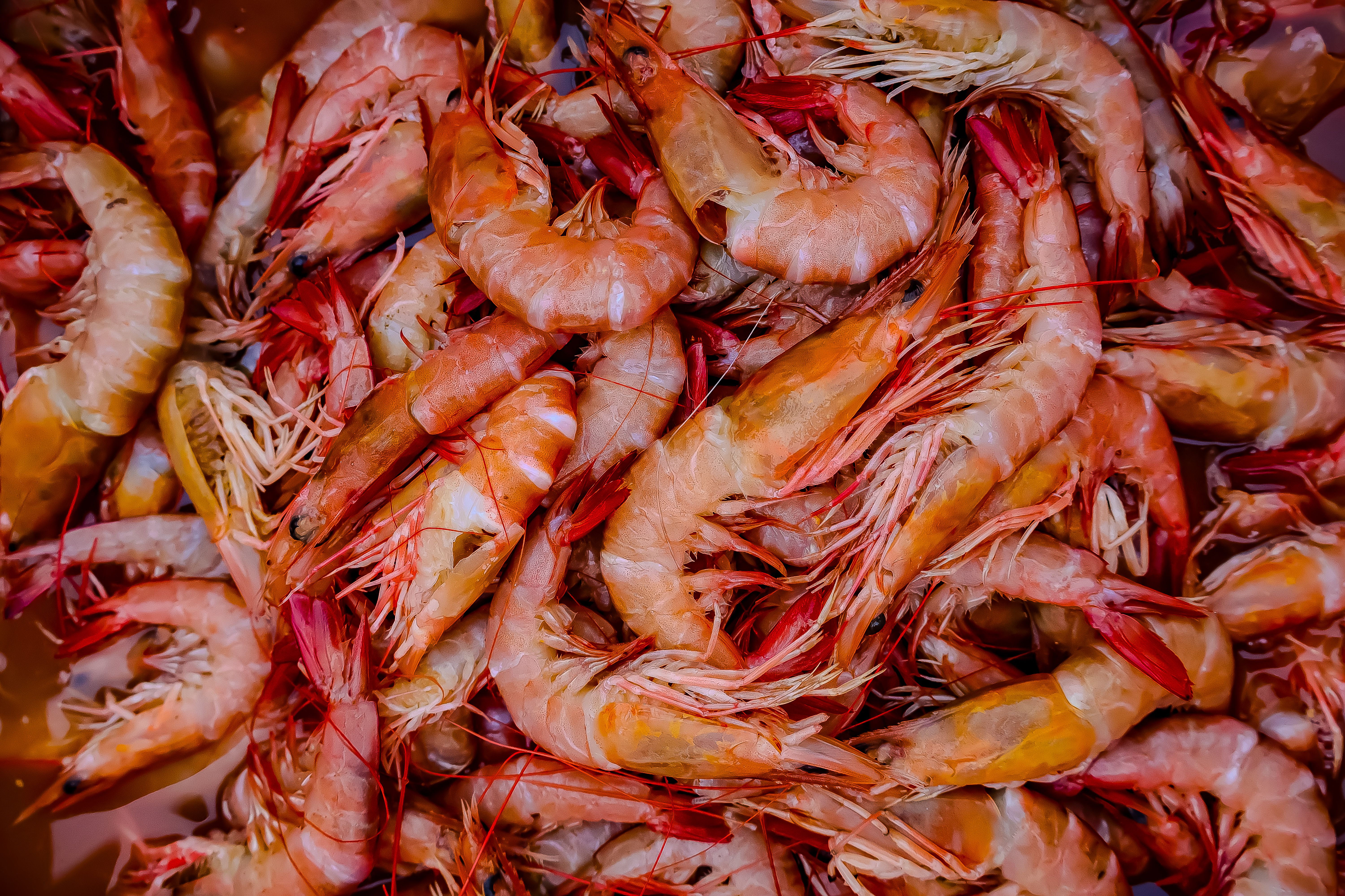 Freshly Harvested Shrimp in Vibrant Colors · Free Stock Photo