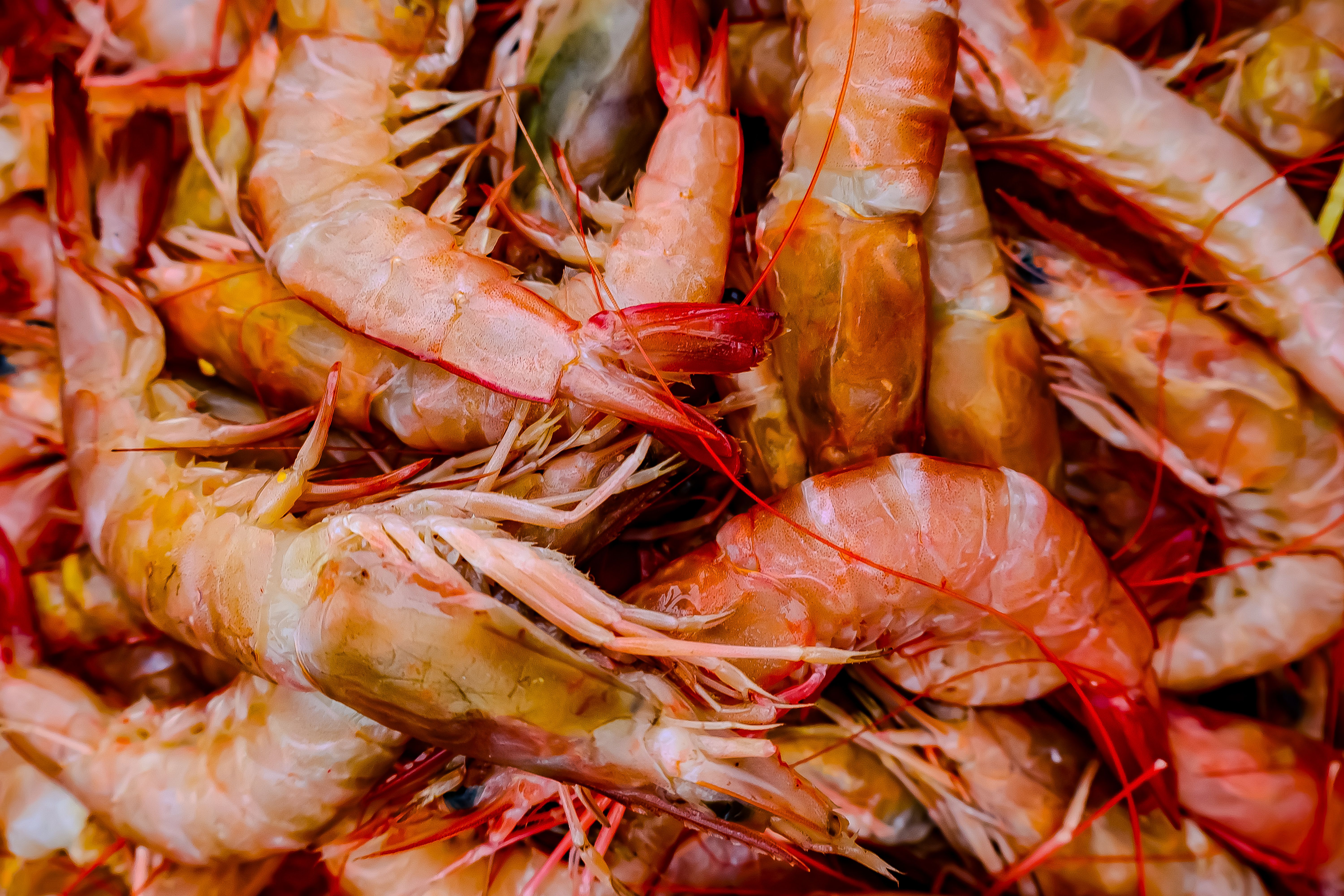 Prawn Pink Tail Photos, Download The BEST Free Prawn Pink Tail Stock ...