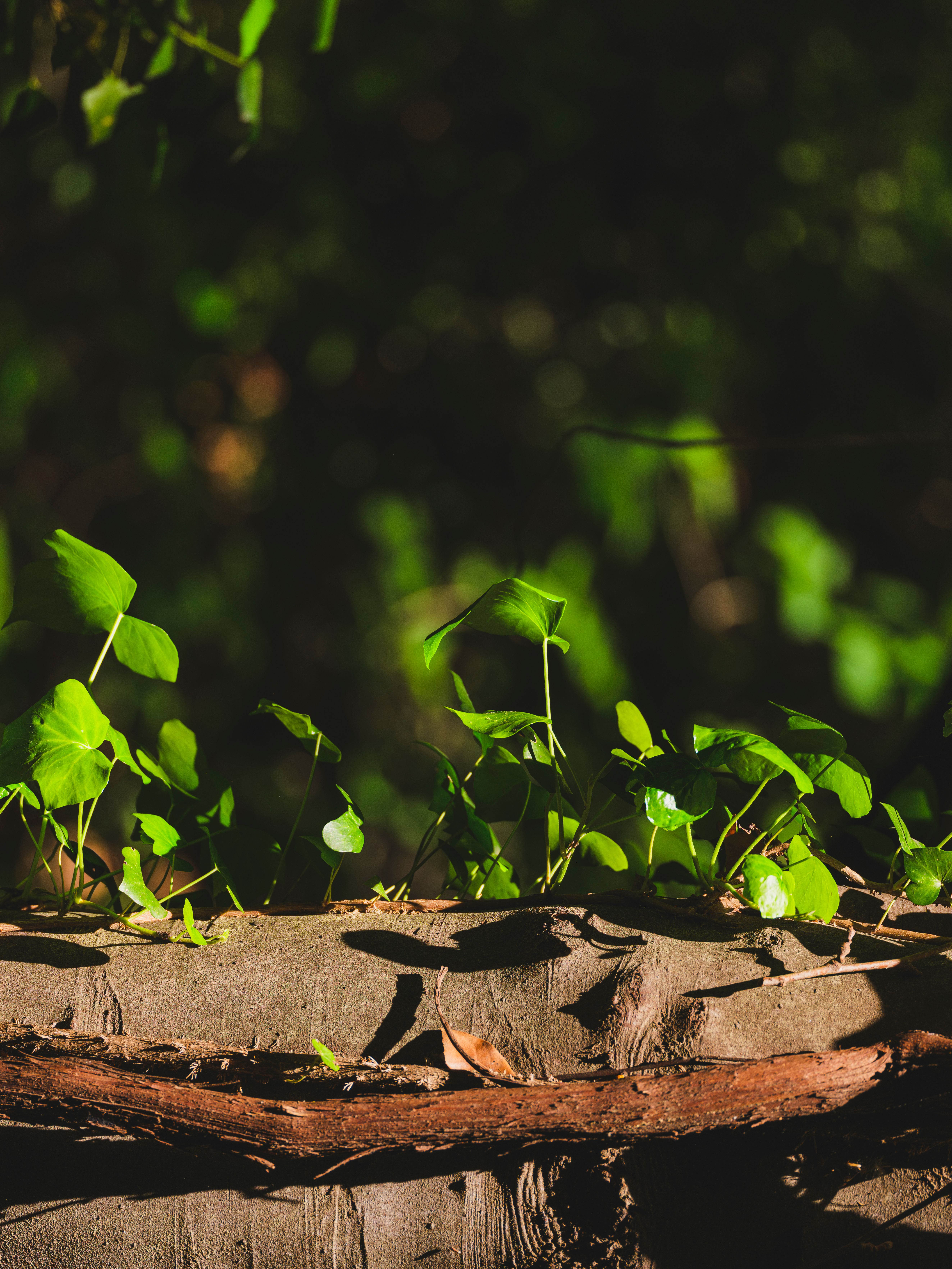 Garden Floor Texture Photos, Download The BEST Free Garden Floor ...