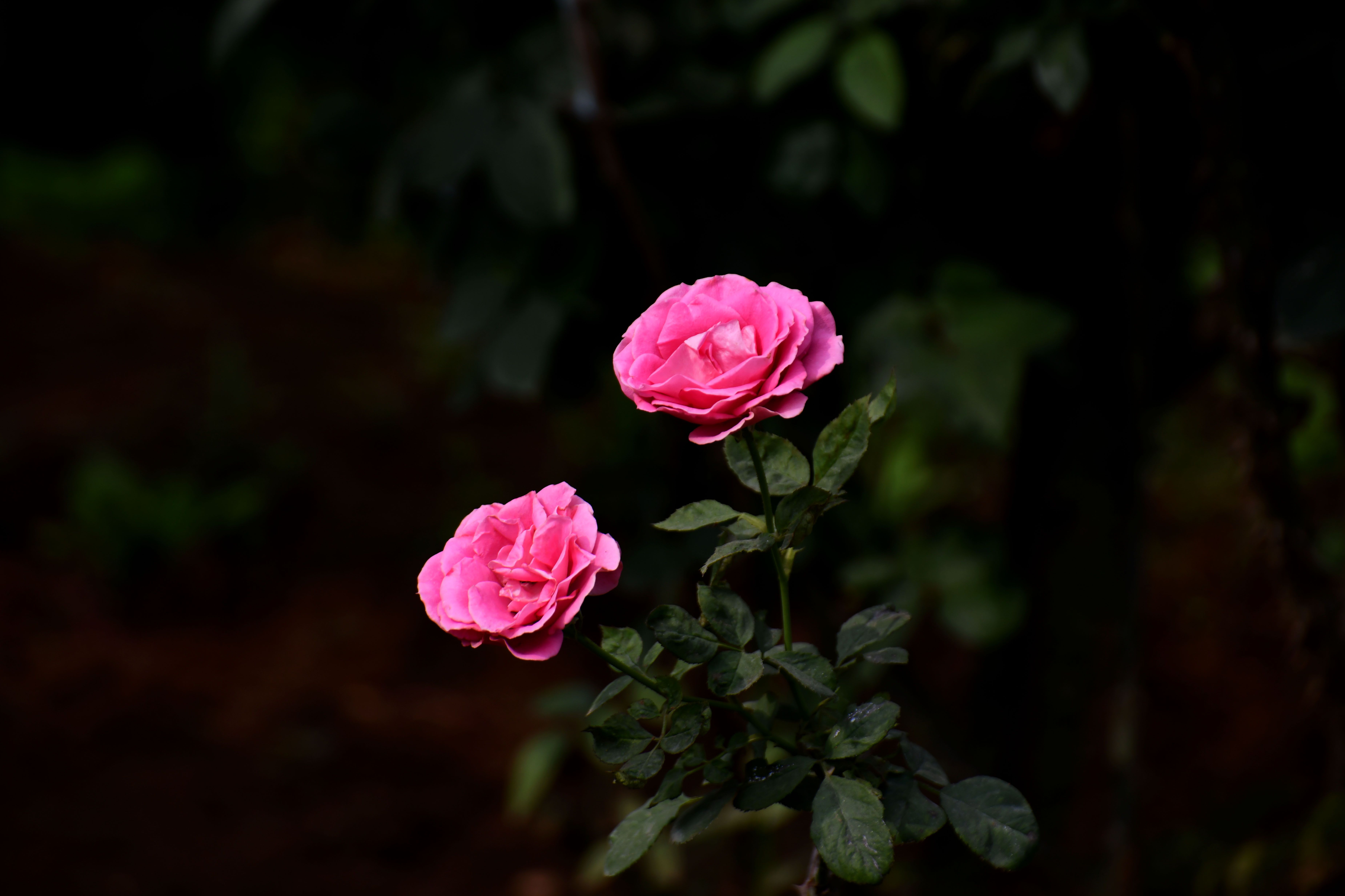 Gulab Flower Background Photos, Download The BEST Free Gulab Flower ...