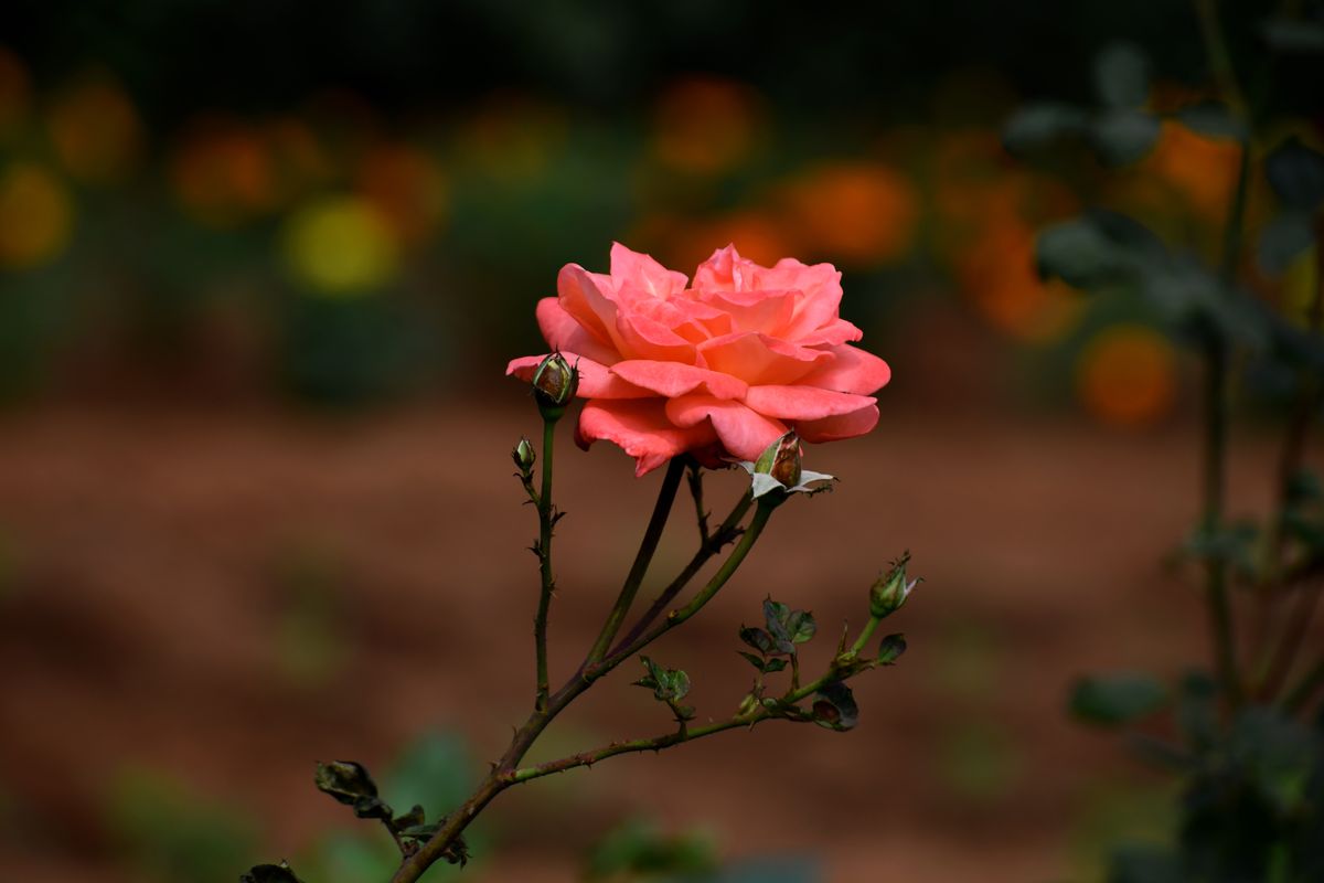 Gulab Flower Background Photos, Download The BEST Free Gulab Flower ...