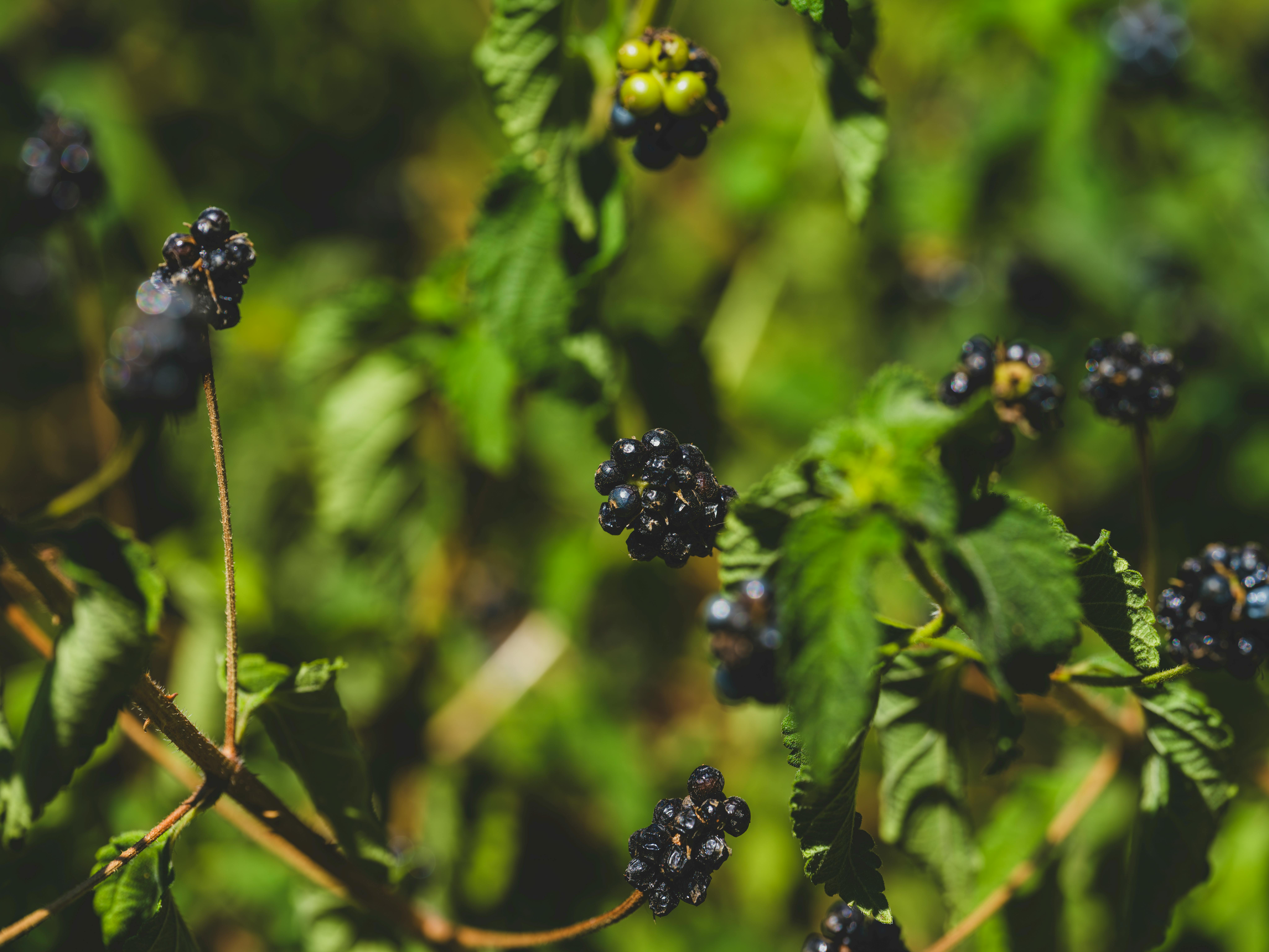 Farm Bokeh Photos, Download The BEST Free Farm Bokeh Stock Photos & HD ...